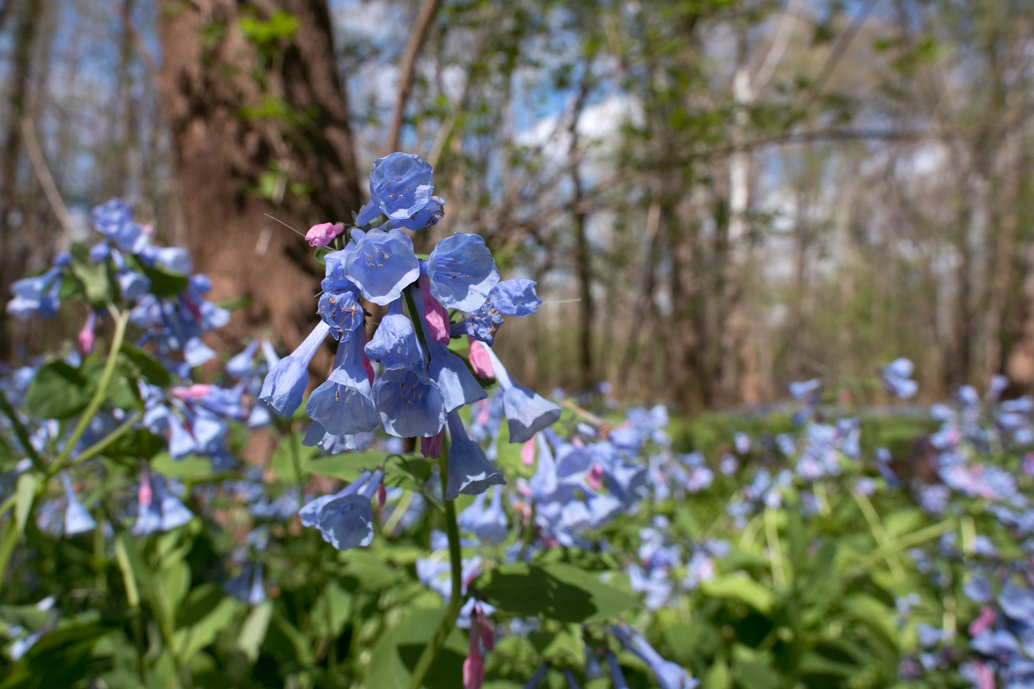 What's in Bloom | Virginia Bluebells - Virginia Working Landscapes