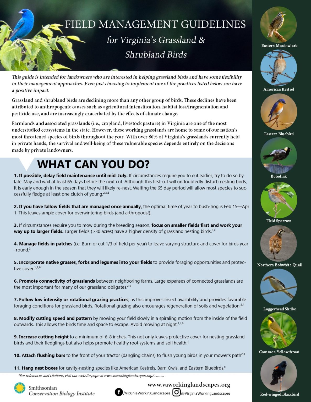 Field Management Guidelines For Grassland Birds - Virginia Working ...