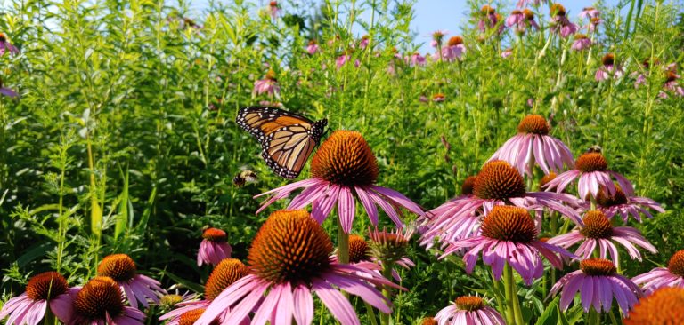Native Bee and Pollinator Resources - Virginia Working Landscapes