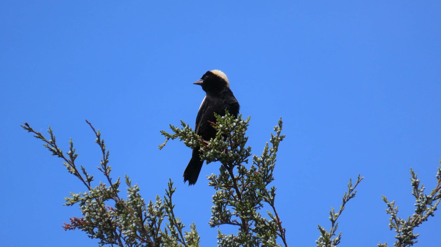 Bird Resources - Virginia Working Landscapes