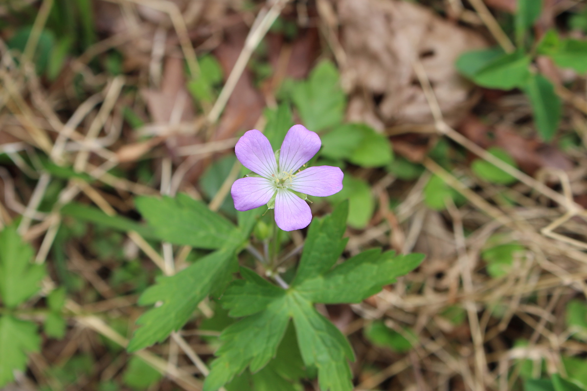 What's in Bloom | Wild Geranium - Virginia Working Landscapes