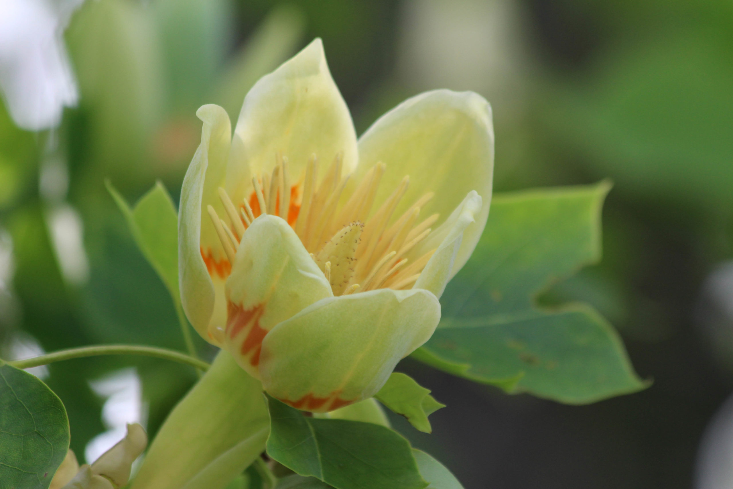 What's in Bloom | Tulip-poplar - Virginia Working Landscapes
