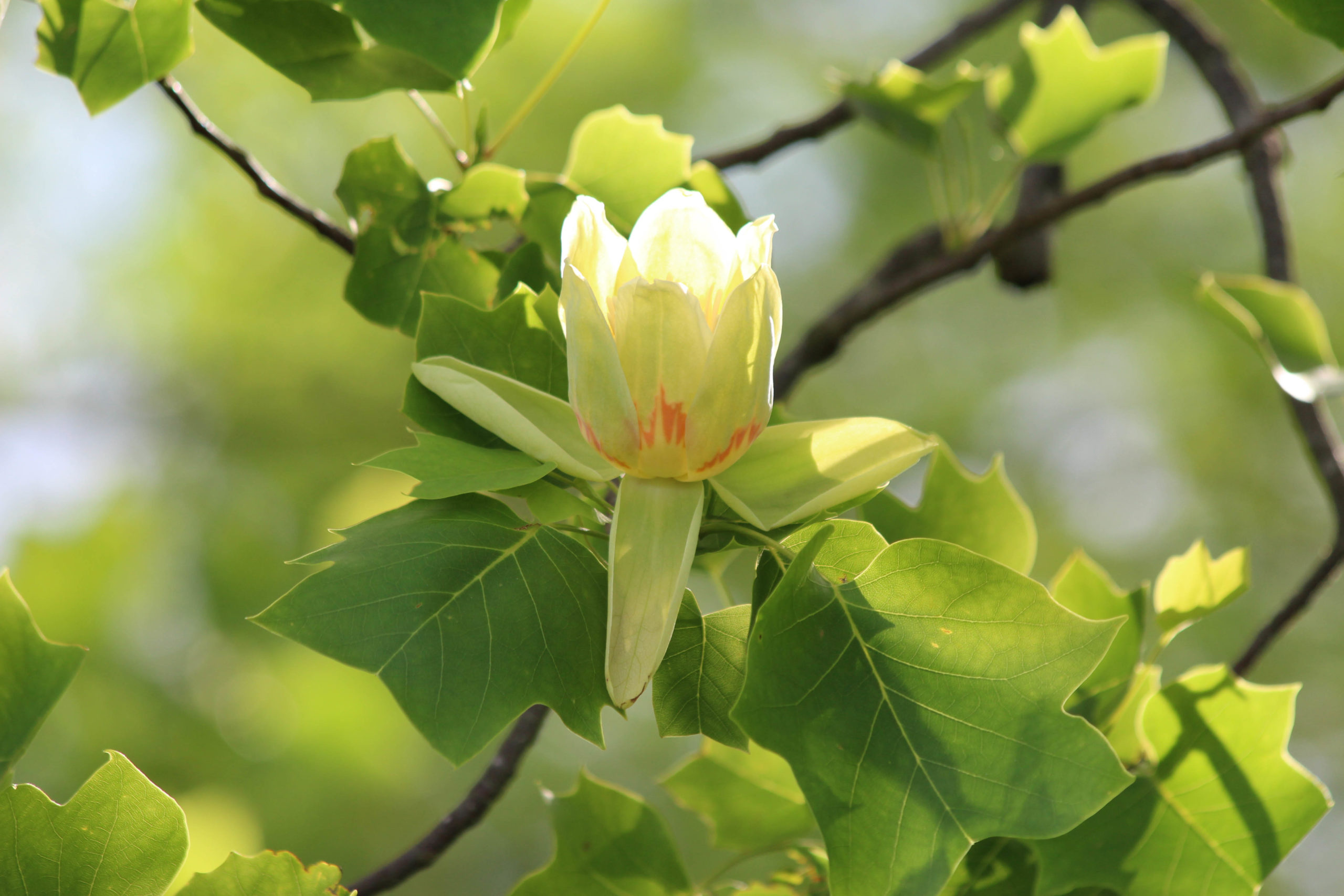 What's in Bloom | Tulip-poplar - Virginia Working Landscapes