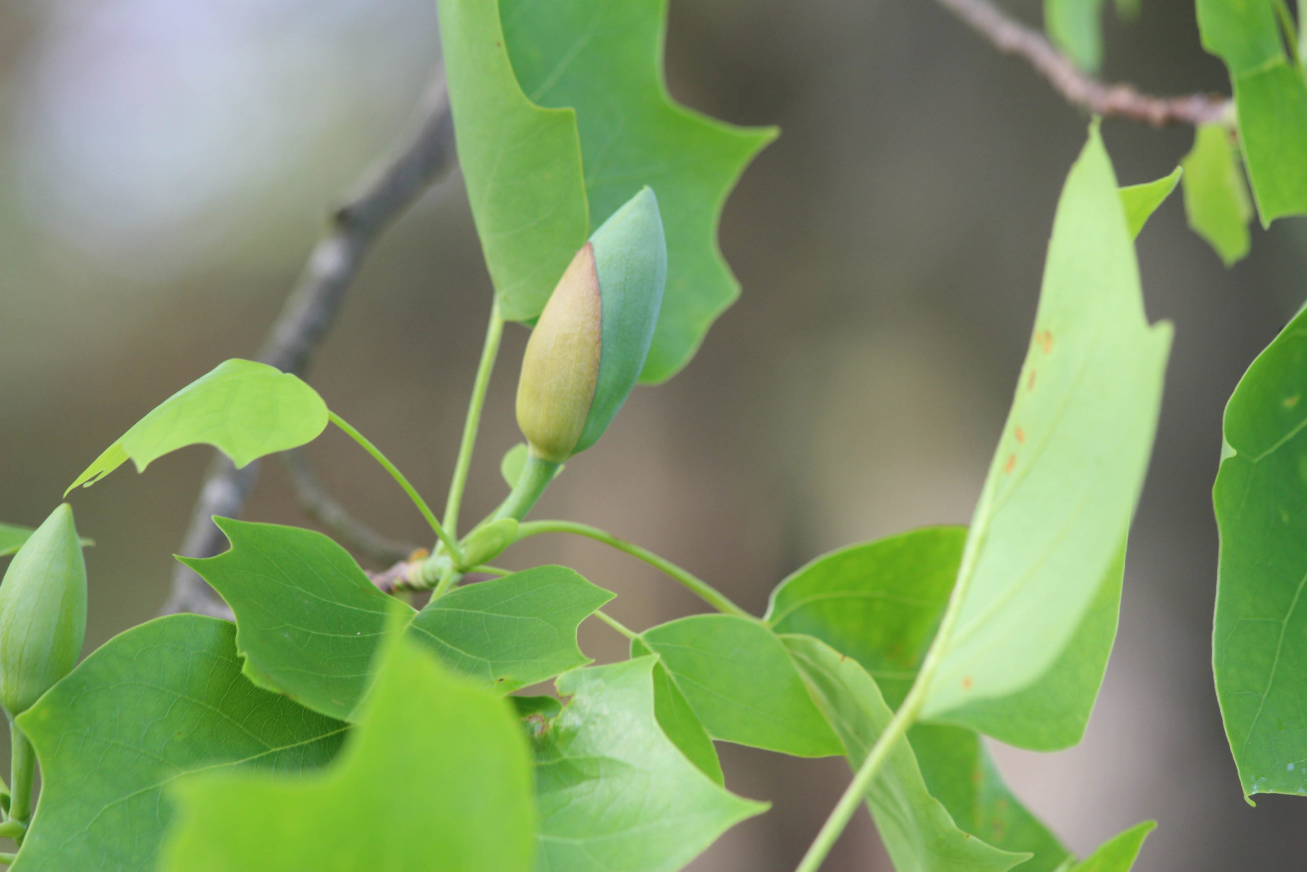 What's in Bloom | Tulip-poplar - Virginia Working Landscapes