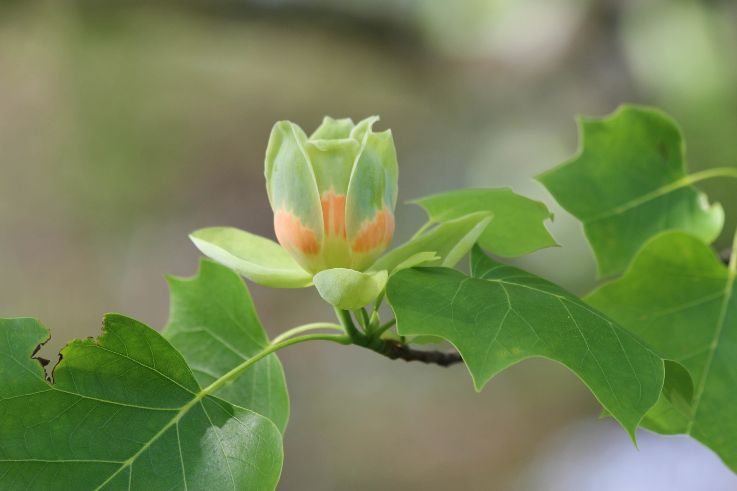 What's in Bloom | Tulip-poplar - Virginia Working Landscapes