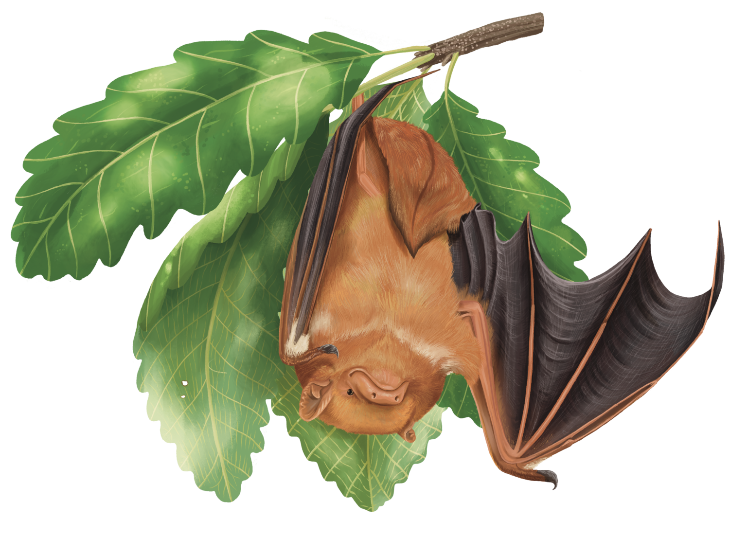 Echoes in the Landscape: Uncovering How Bats Use Working Lands ...