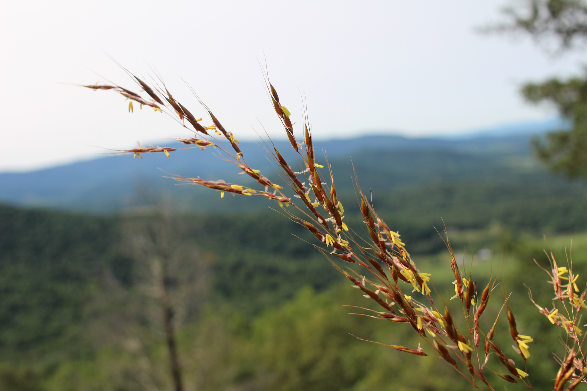 What's in Bloom | Indian Grass - Virginia Working Landscapes