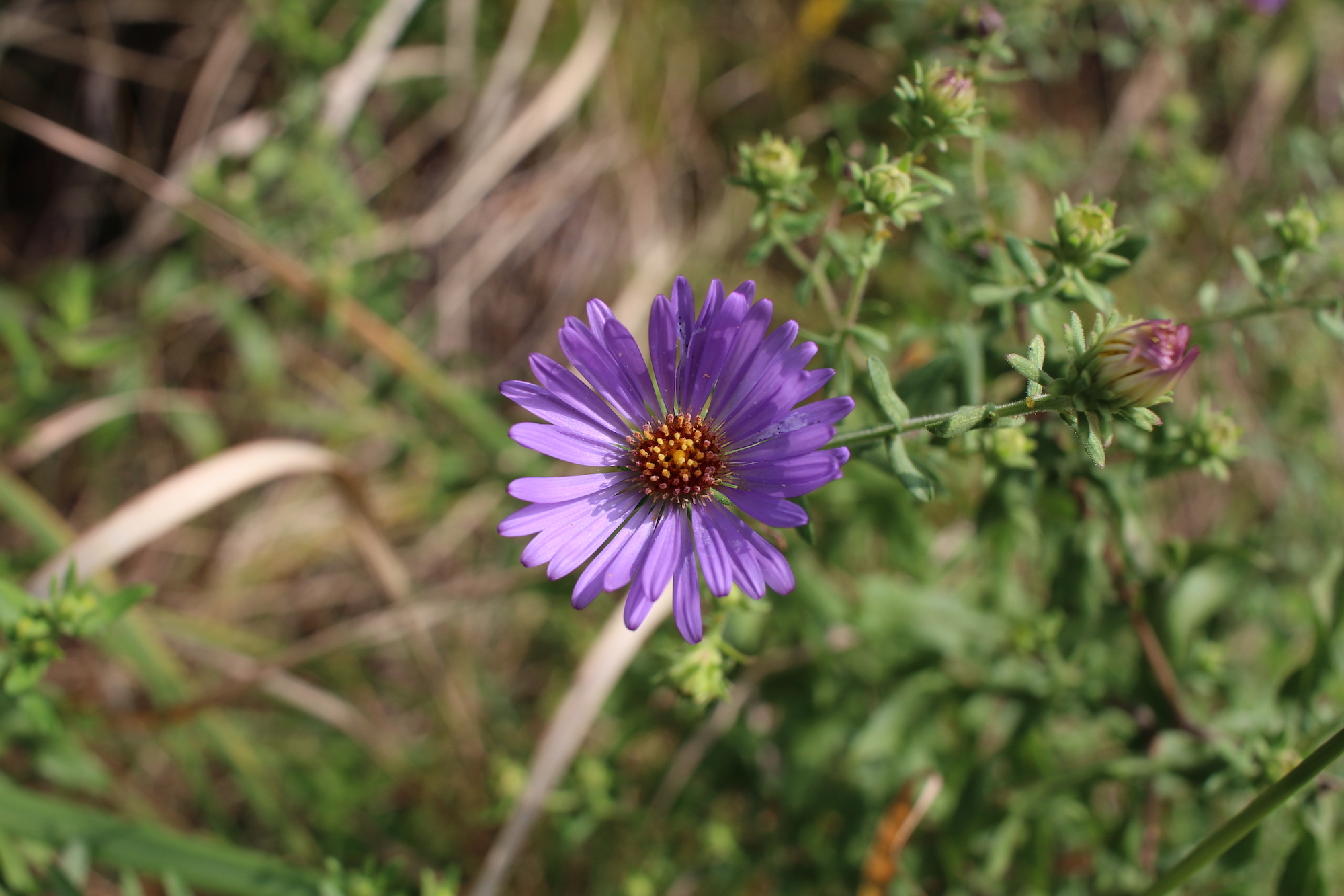 What's in Bloom | American Asters - Virginia Working Landscapes