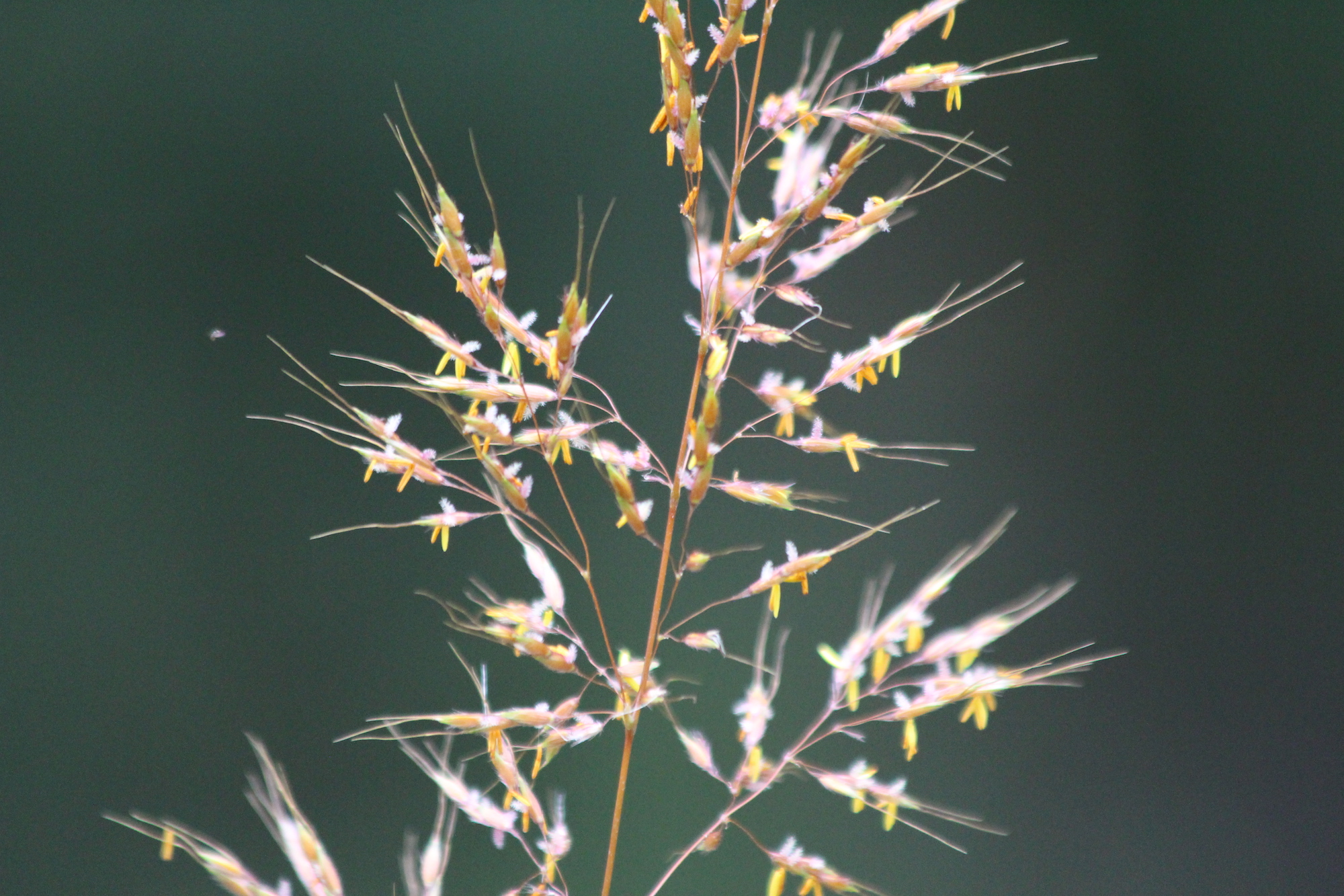 What's in Bloom | Indian Grass - Virginia Working Landscapes