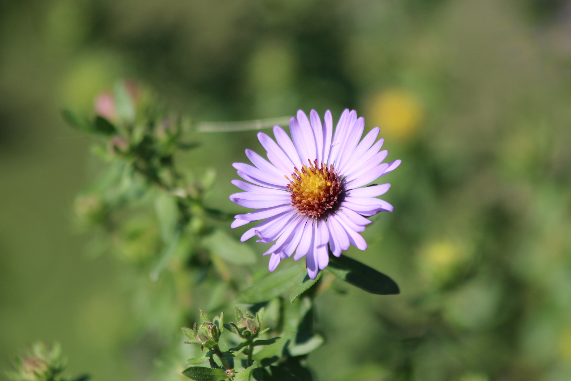 What's in Bloom | American Asters - Virginia Working Landscapes