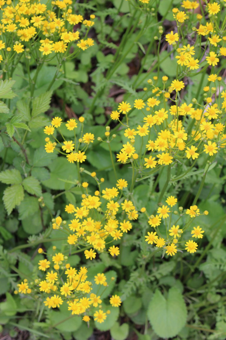 What's in Bloom | Golden Ragwort - Virginia Working Landscapes