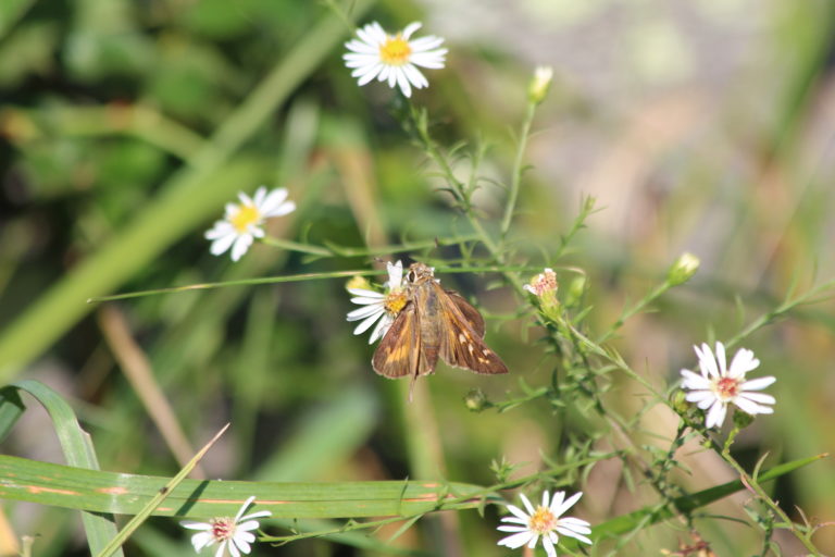 What's in Bloom | American Asters - Virginia Working Landscapes