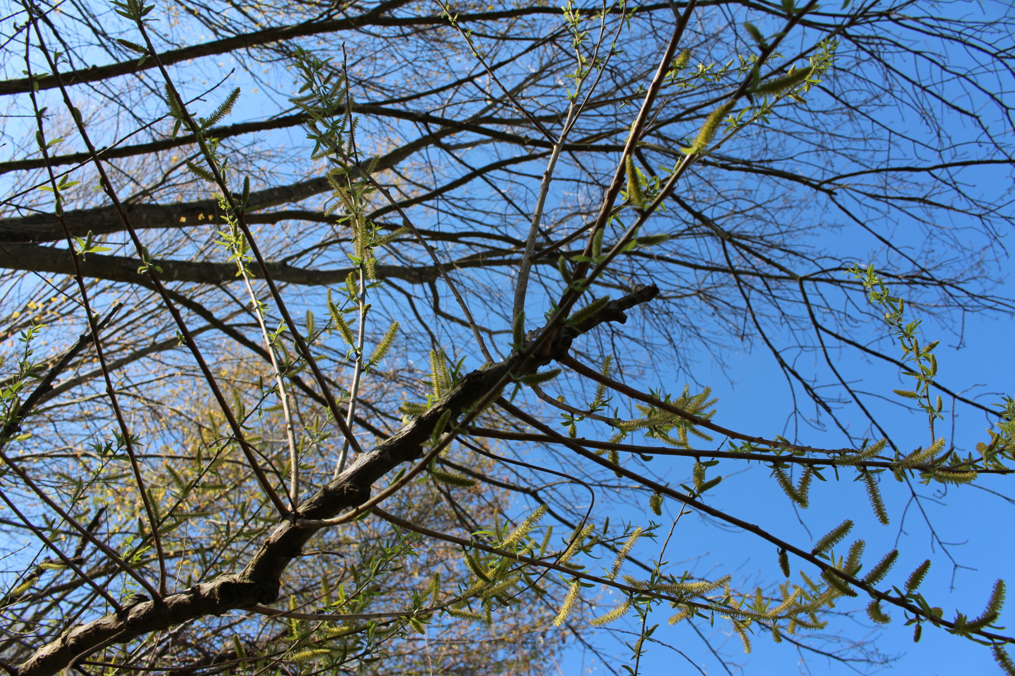 Black Willow - Virginia Working Landscapes