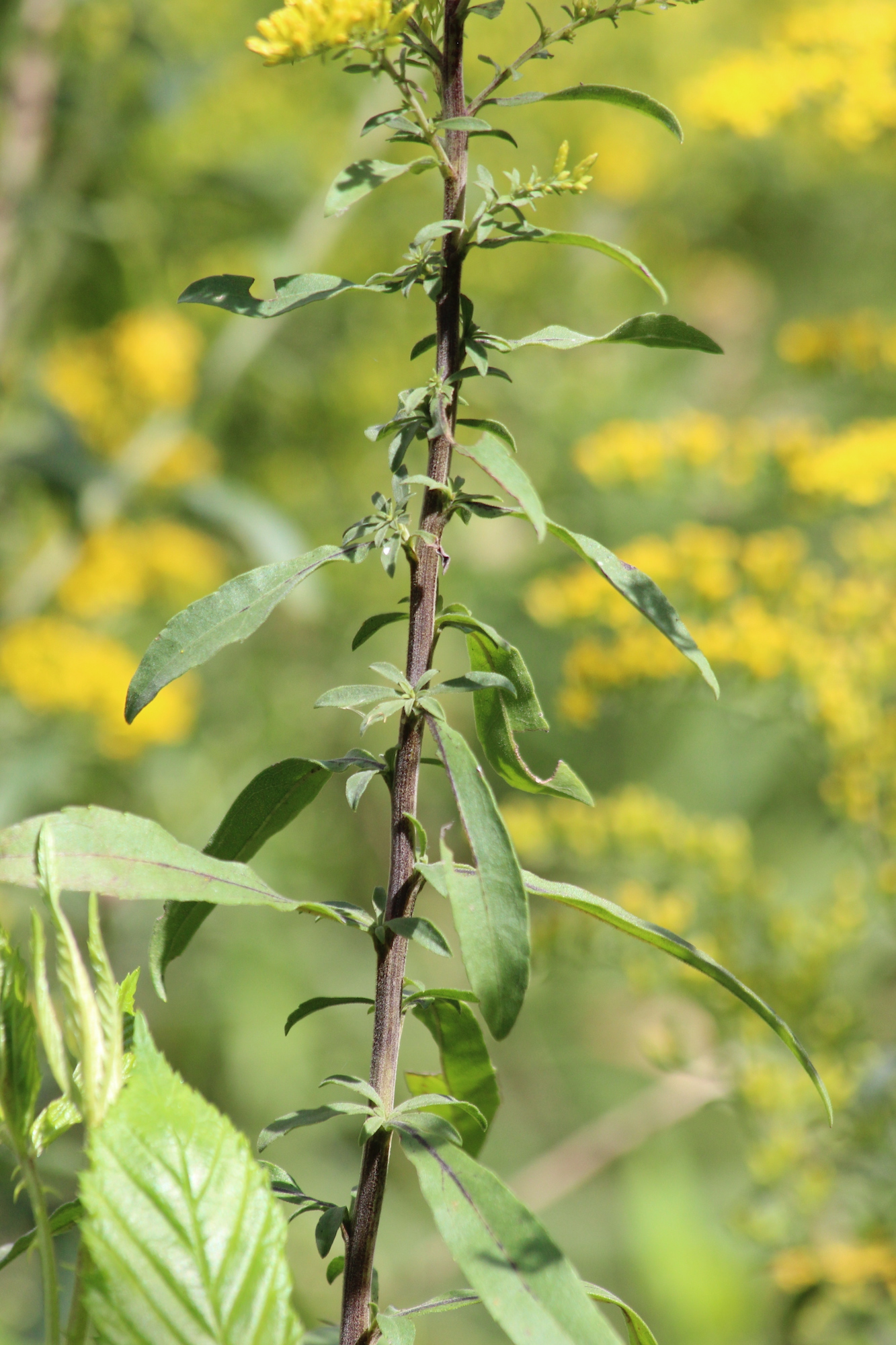 What's in Bloom | Goldenrod - Virginia Working Landscapes