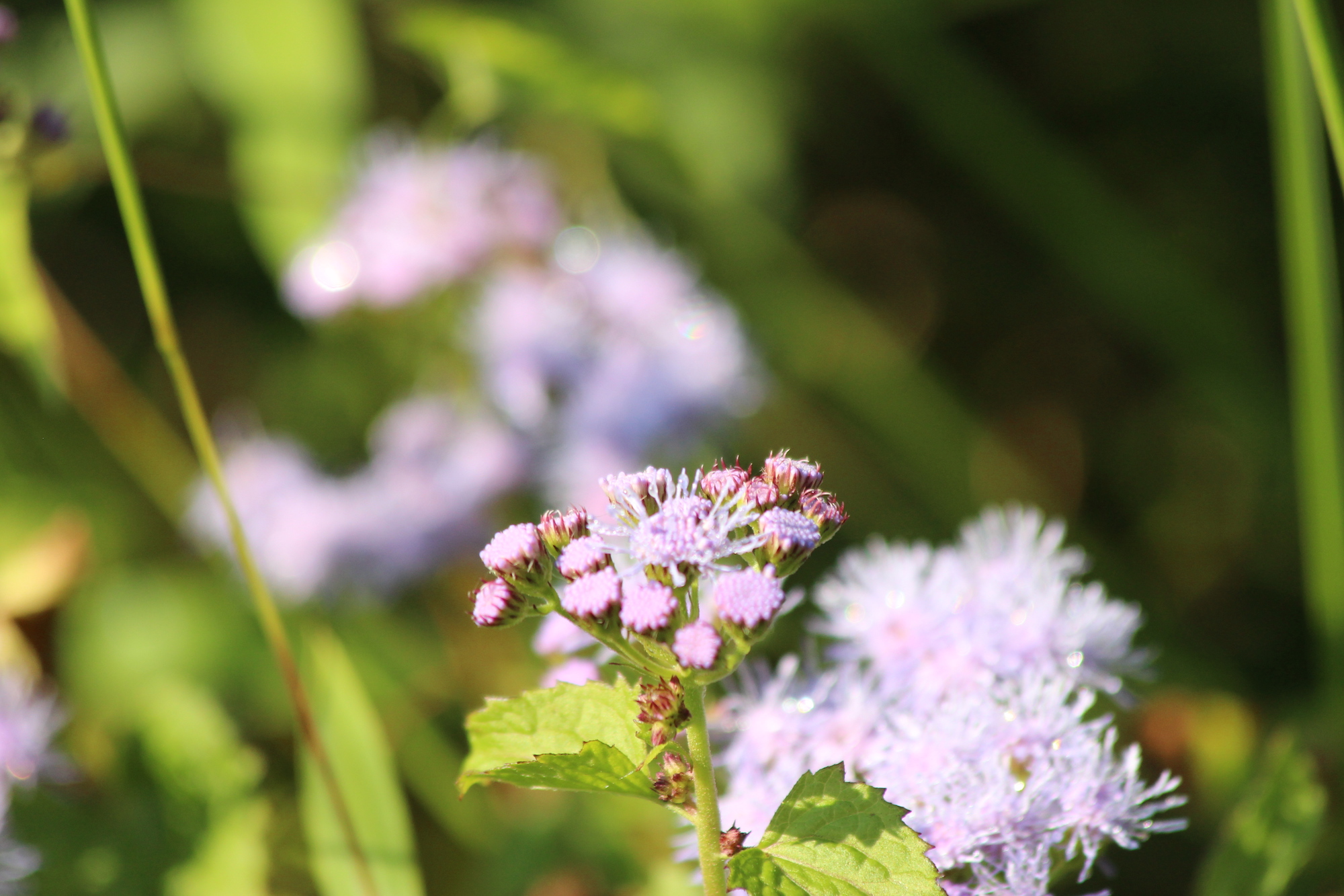 What's in Bloom | Mistflower - Virginia Working Landscapes