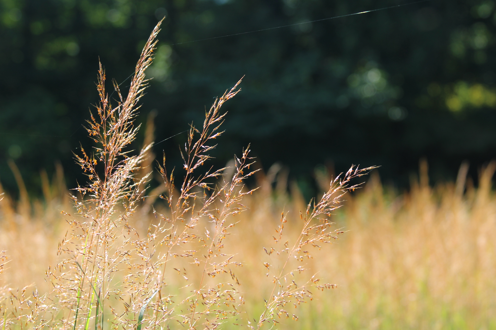 What's in Bloom | Indian Grass - Virginia Working Landscapes