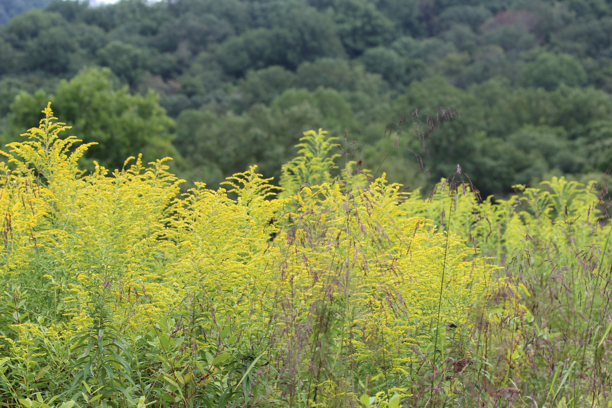 What's in Bloom | Goldenrod - Virginia Working Landscapes