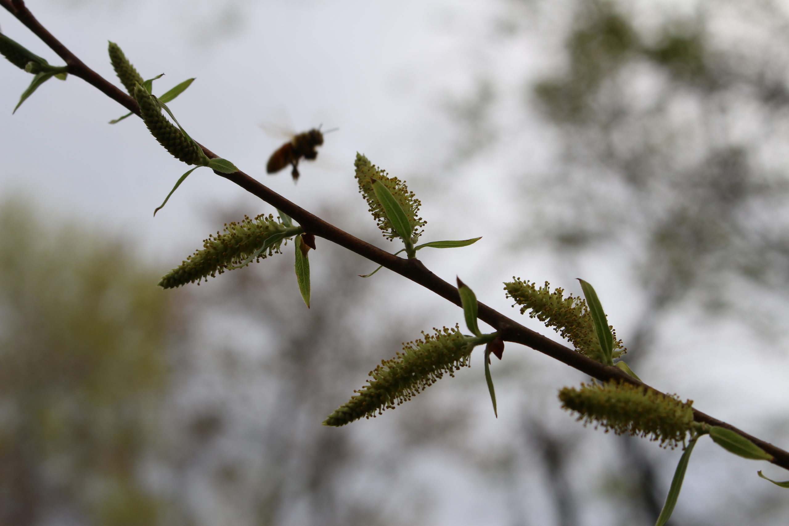 Black Willow - Virginia Working Landscapes