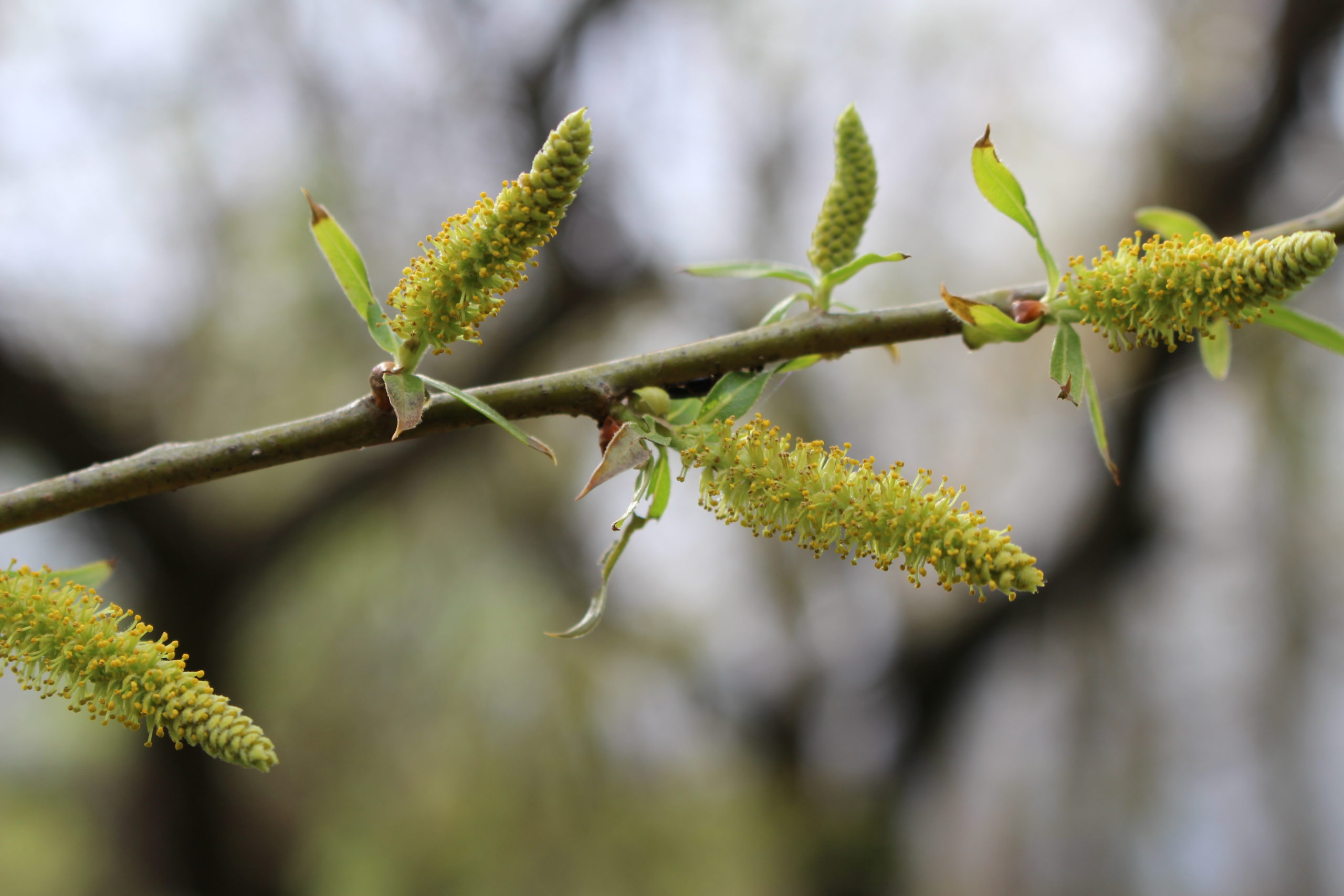 Black Willow - Virginia Working Landscapes