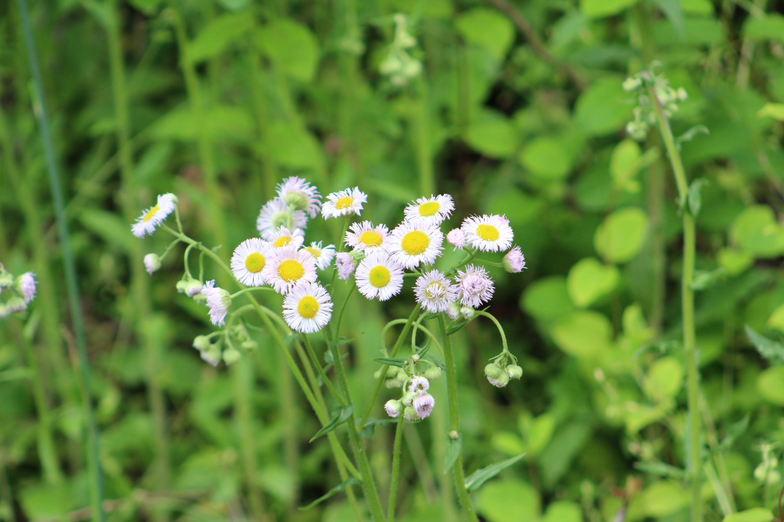 What's in Bloom | Philadelphia Fleabane - Virginia Working Landscapes