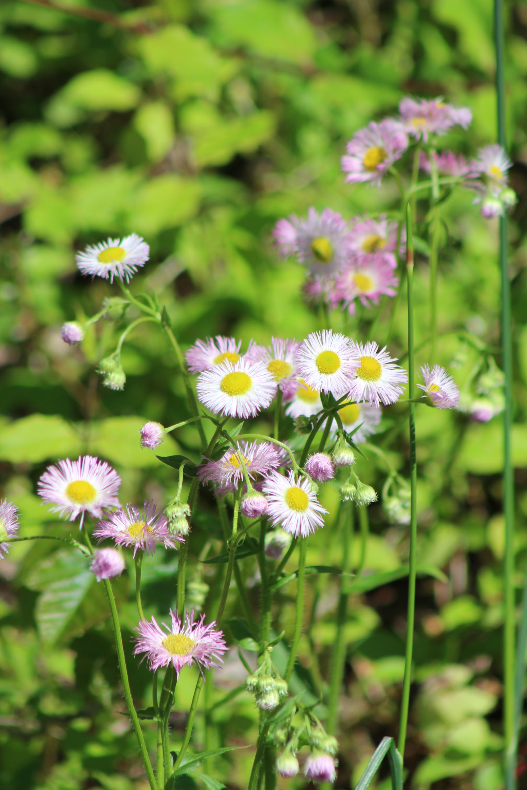 What's in Bloom | Philadelphia Fleabane - Virginia Working Landscapes