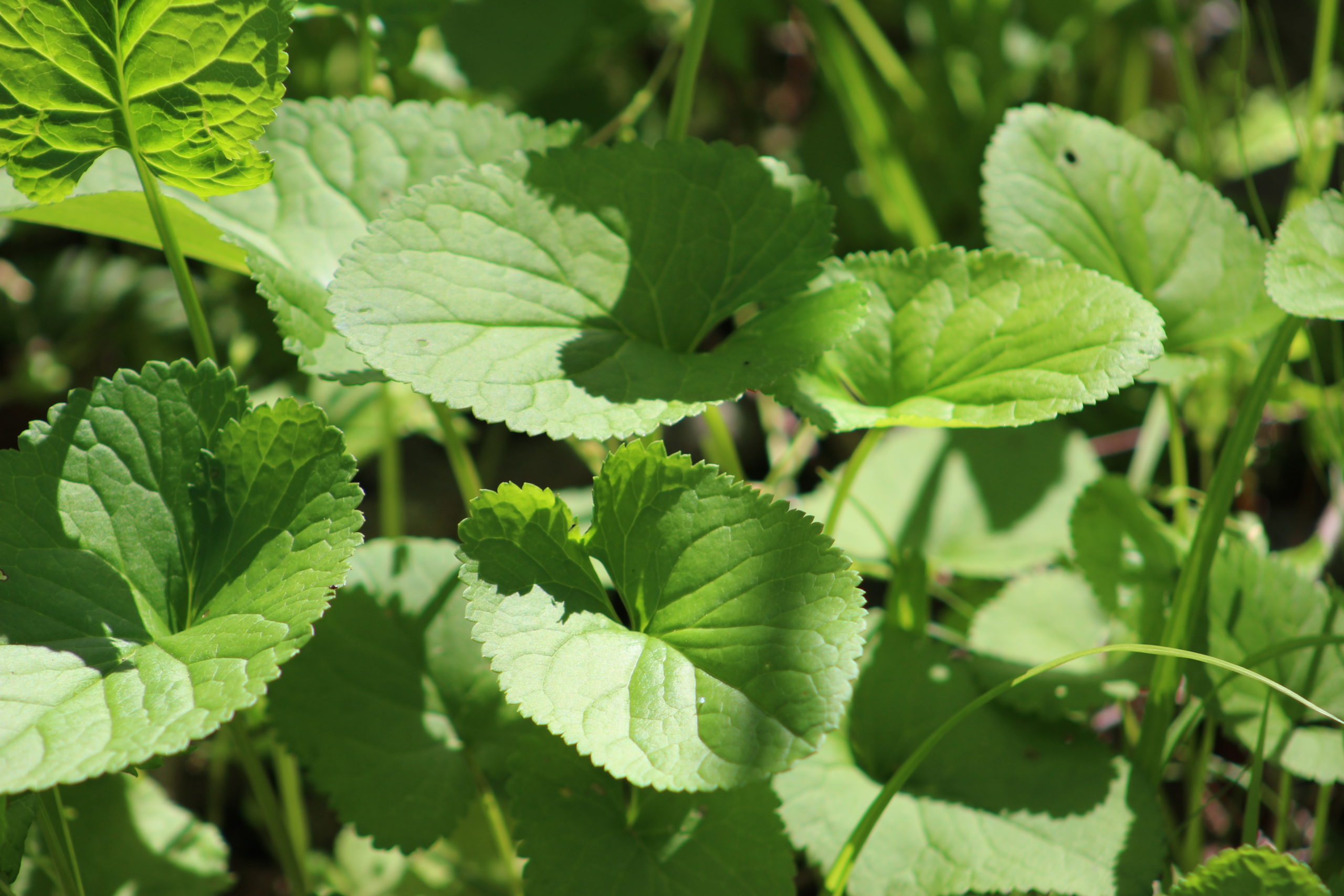 What's in Bloom | Golden Ragwort - Virginia Working Landscapes