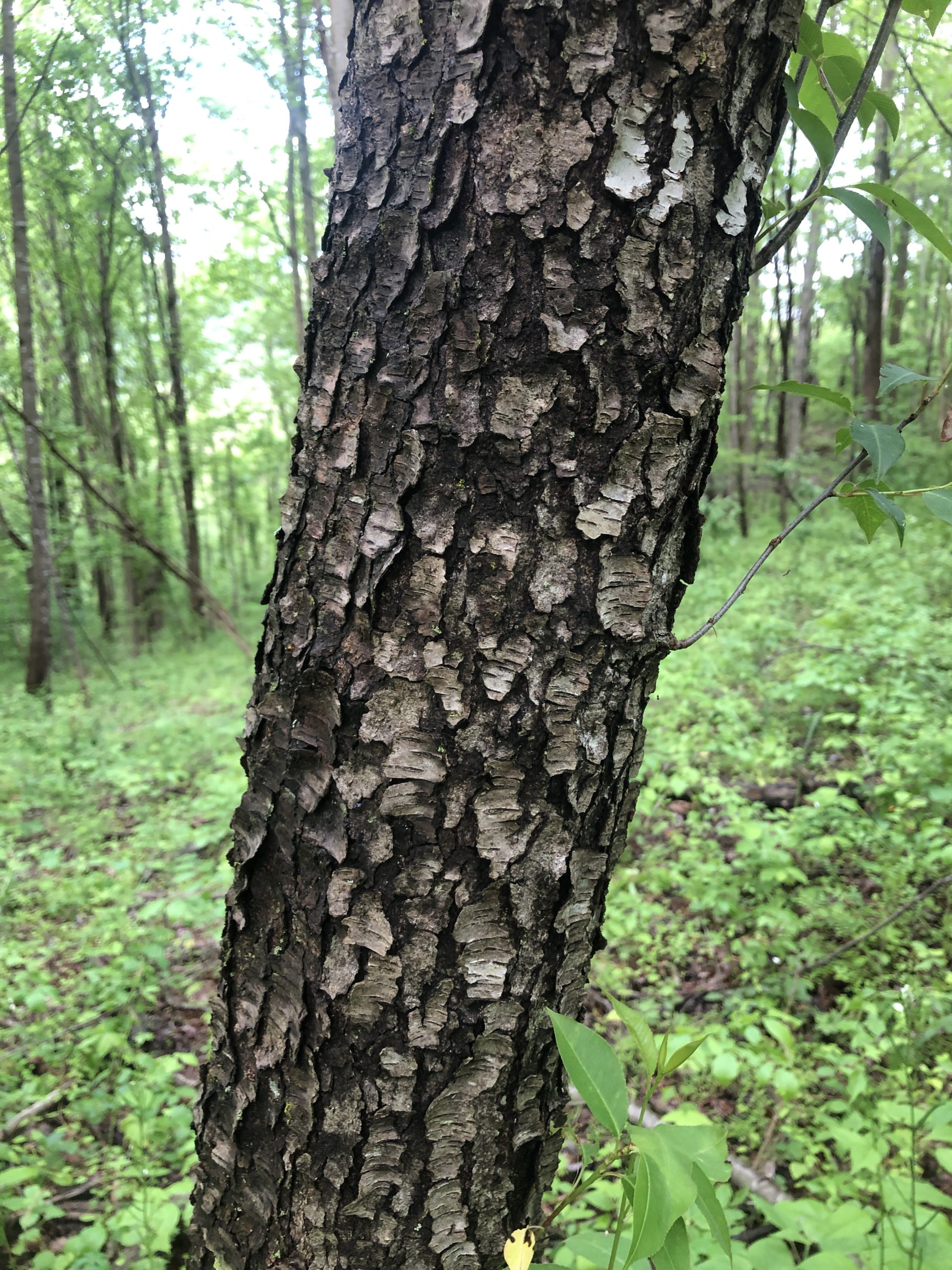 What's in Bloom | Black Cherry - Virginia Working Landscapes