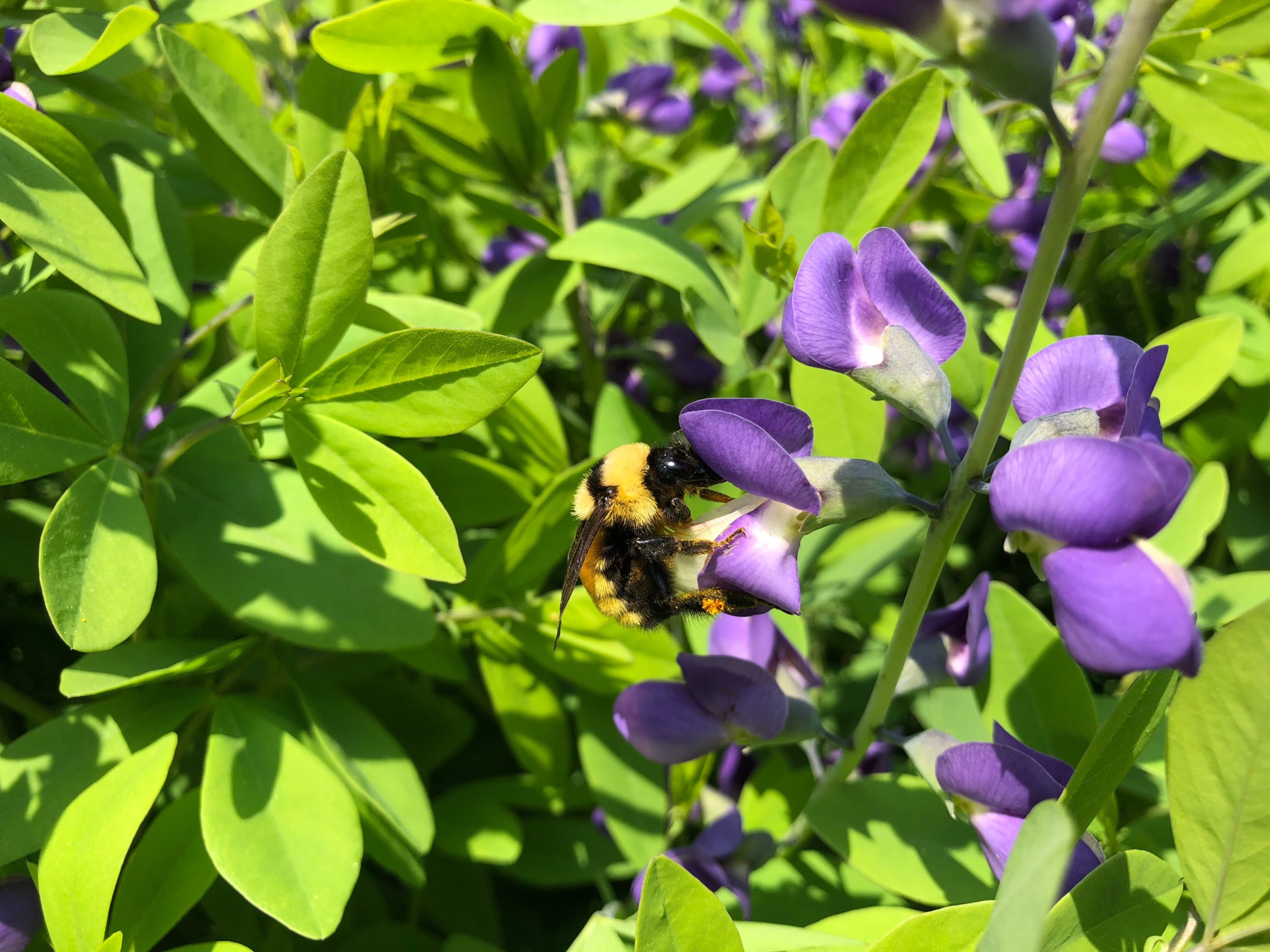 What's in Bloom | Wild Indigo - Virginia Working Landscapes