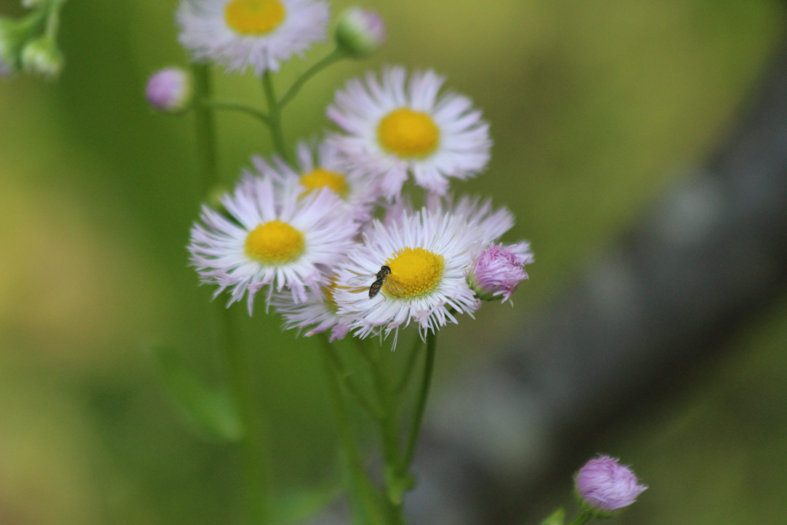 What's in Bloom | Philadelphia Fleabane - Virginia Working Landscapes
