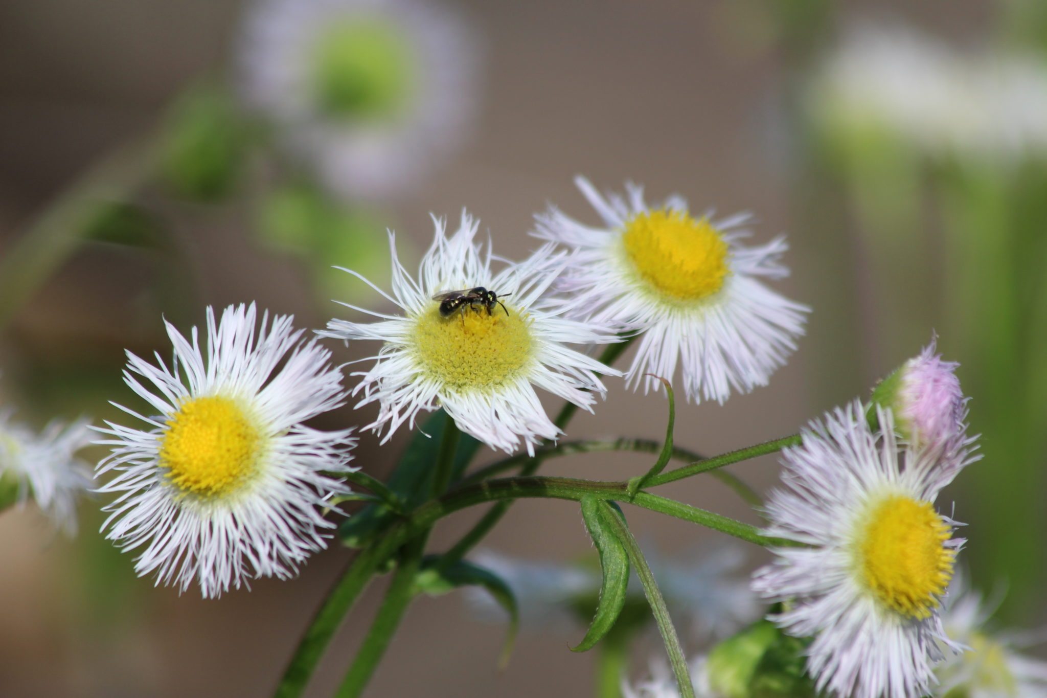 What's in Bloom | Philadelphia Fleabane - Virginia Working Landscapes