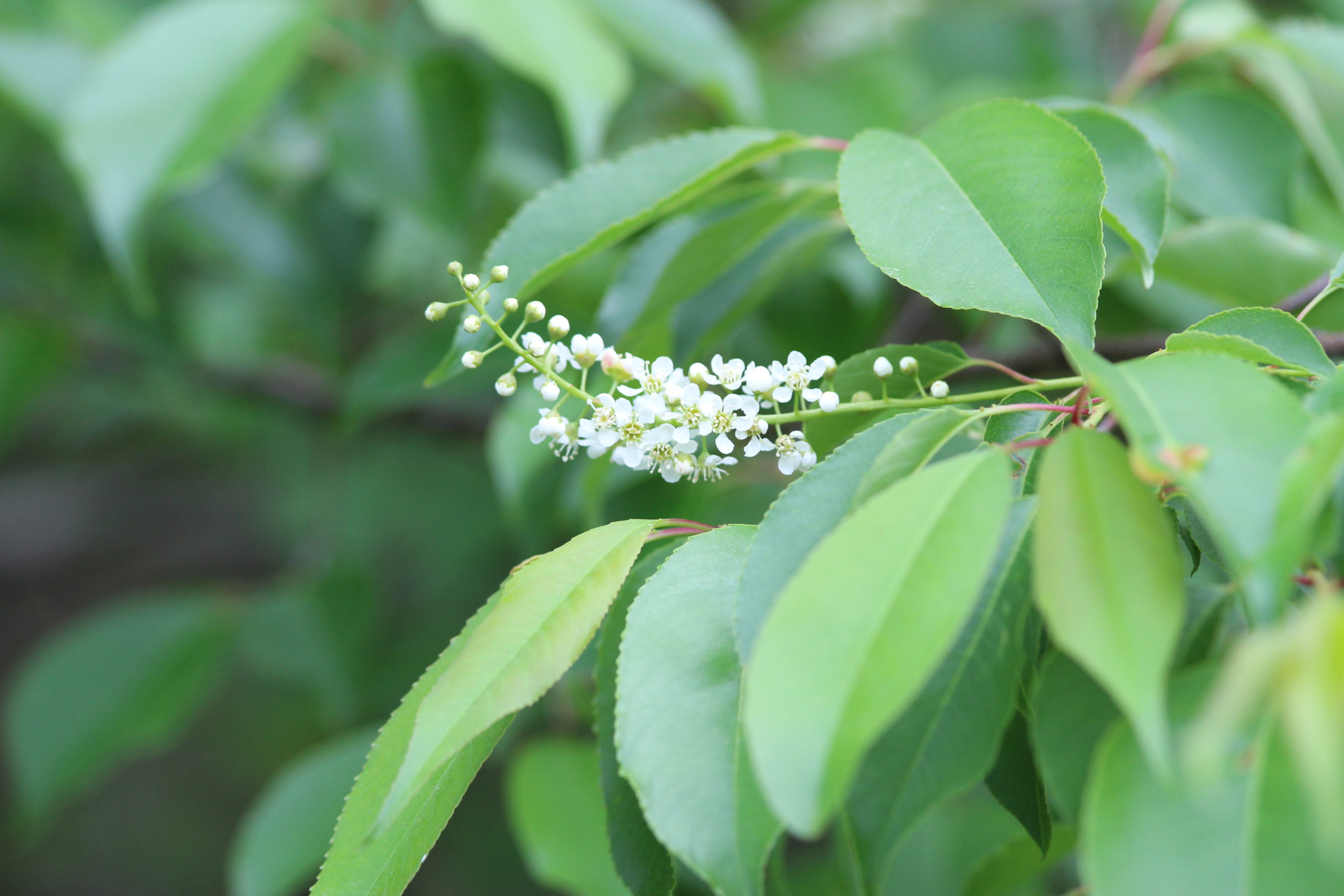 What's in Bloom | Black Cherry - Virginia Working Landscapes