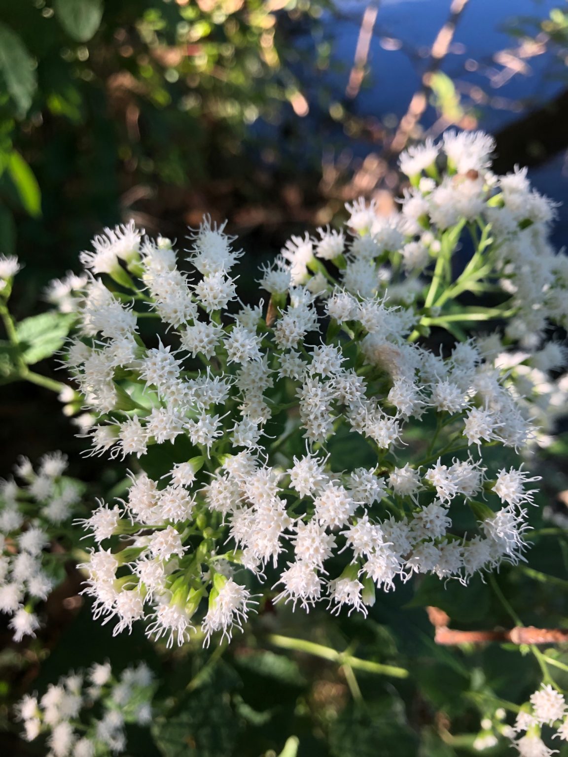 What's in Bloom | White Snakeroot - Virginia Working Landscapes