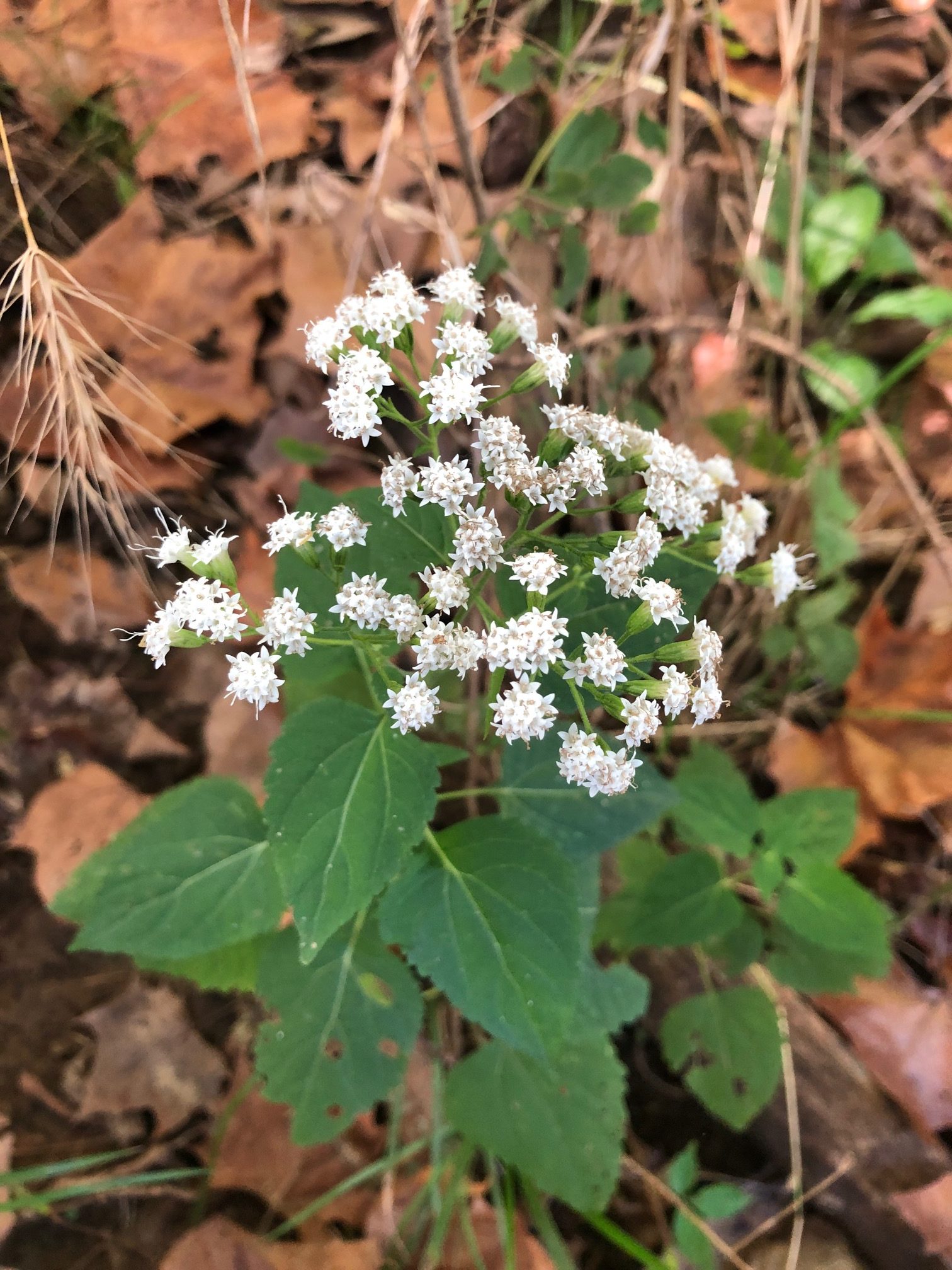 What's in Bloom | White Snakeroot - Virginia Working Landscapes