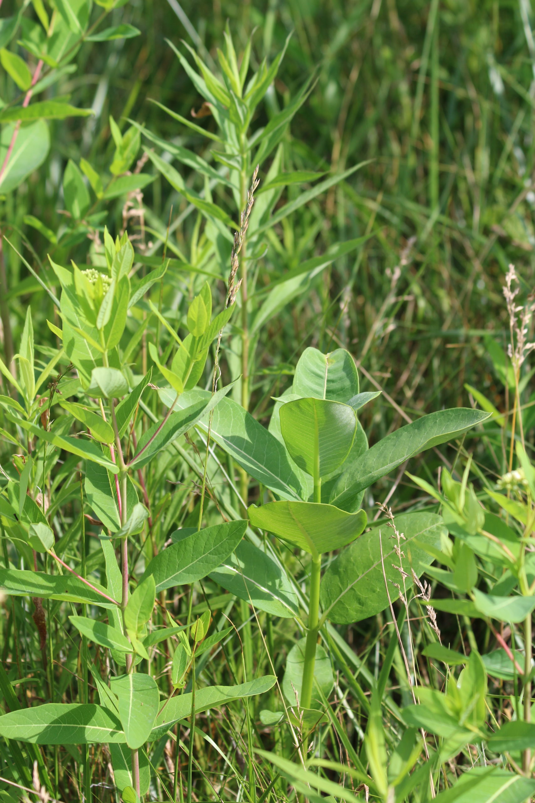 What's in Bloom | Hemp Dogbane - Virginia Working Landscapes