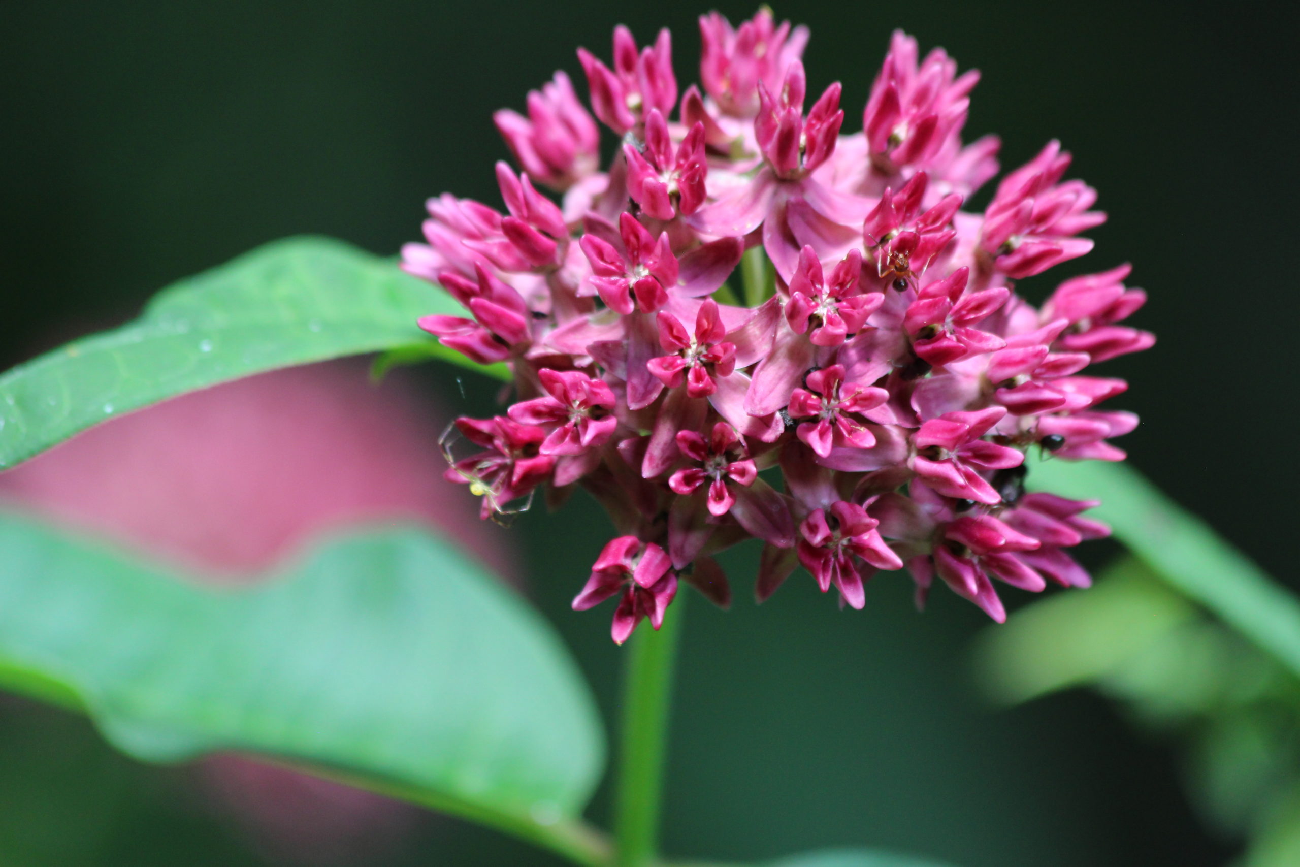 What's in Bloom | Milkweeds - Virginia Working Landscapes