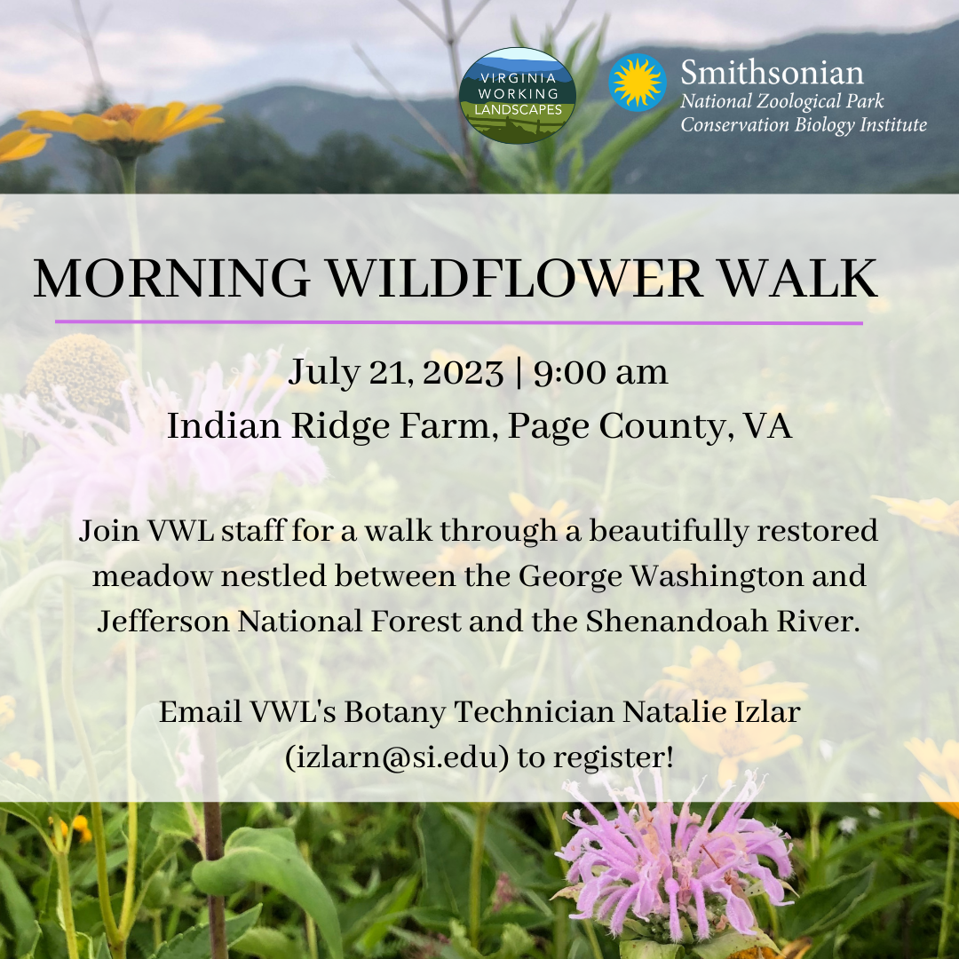 Morning Wildflower Walk - Virginia Working Landscapes