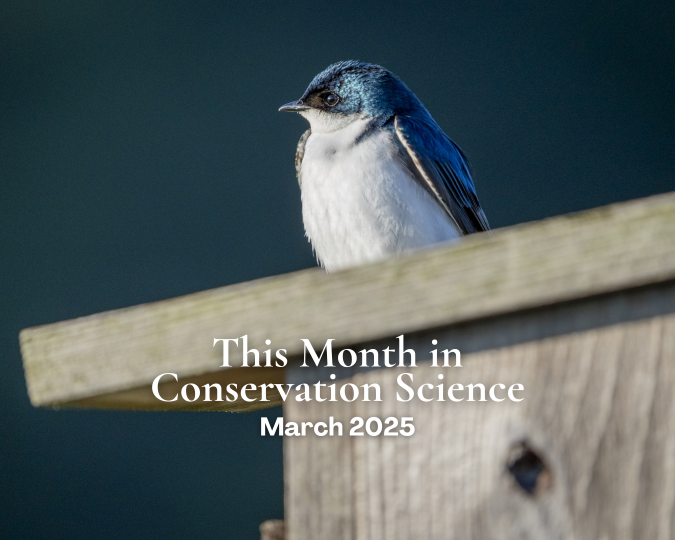 This Month in Conservation Science | March 2025 - Virginia Working ...