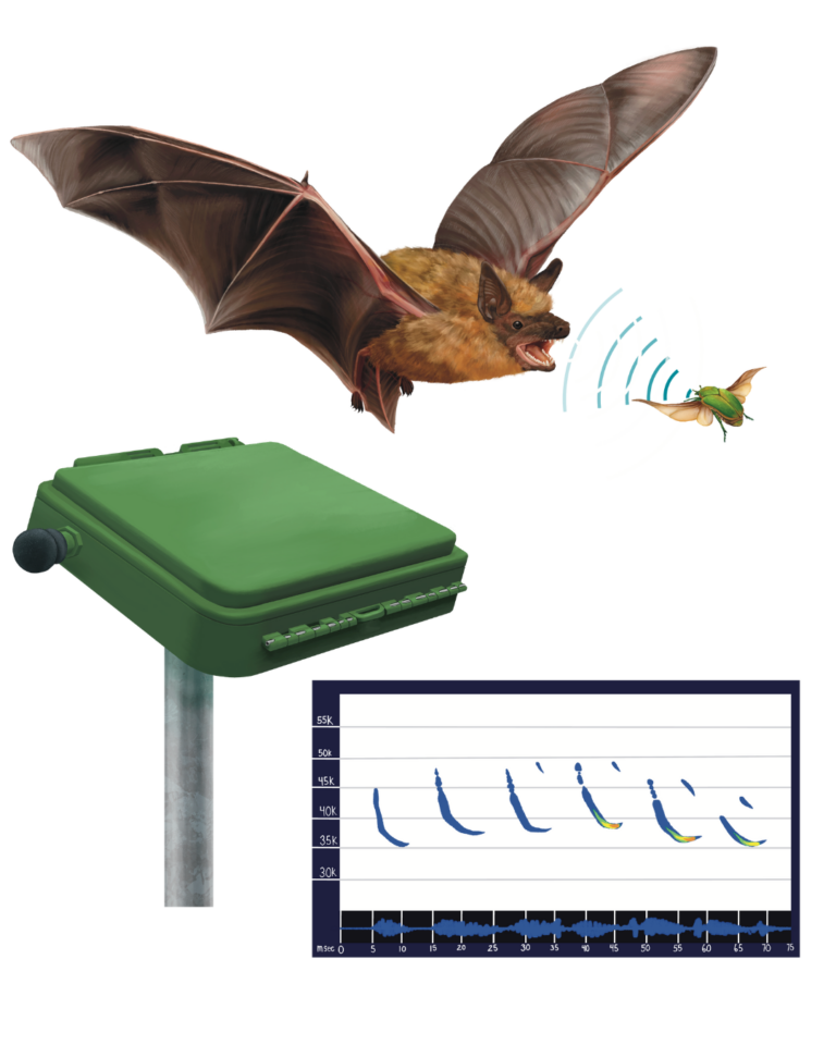 Echoes in the Landscape: Uncovering How Bats Use Working Lands ...