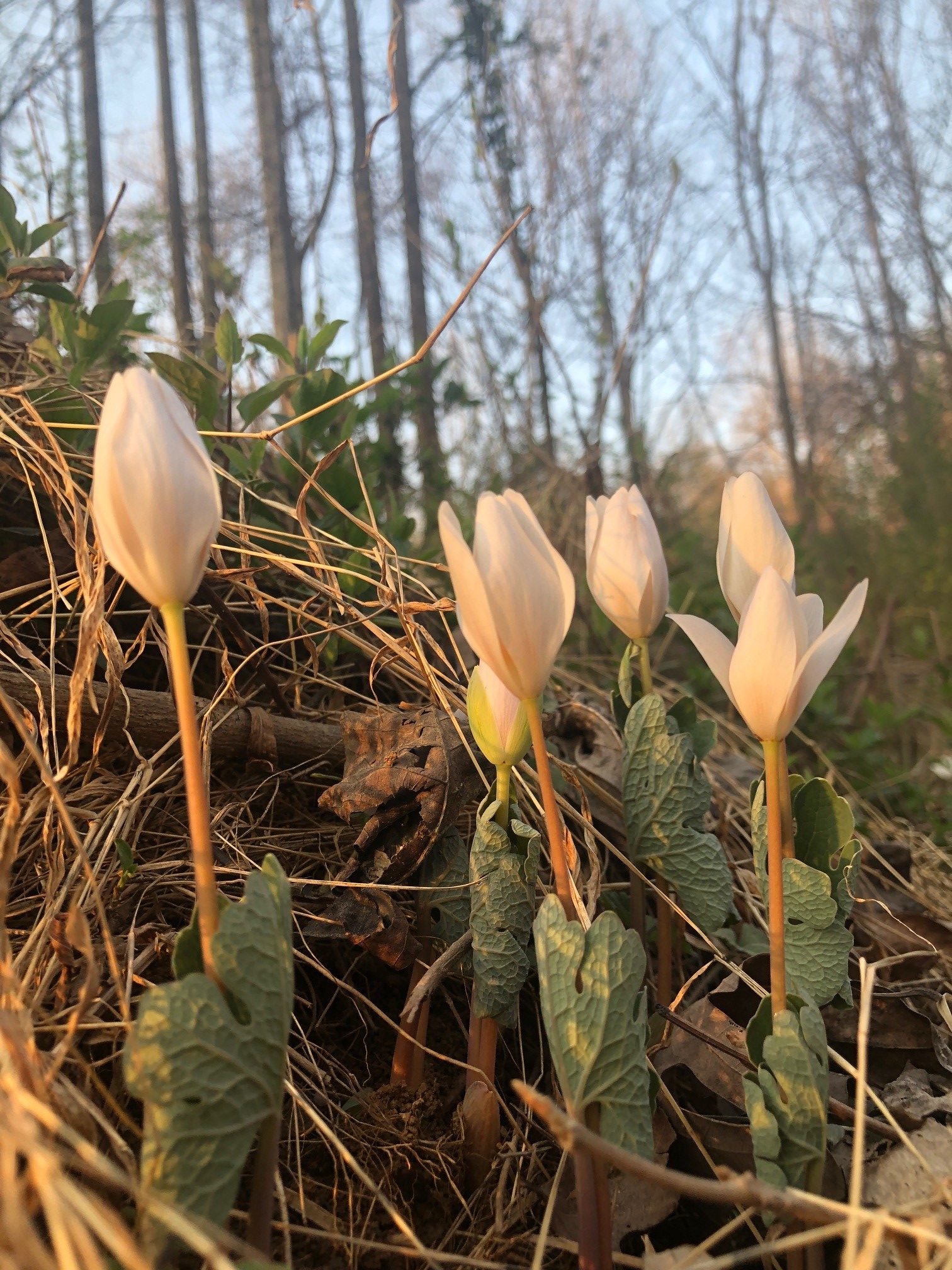 What's in Bloom | Bloodroot - Virginia Working Landscapes