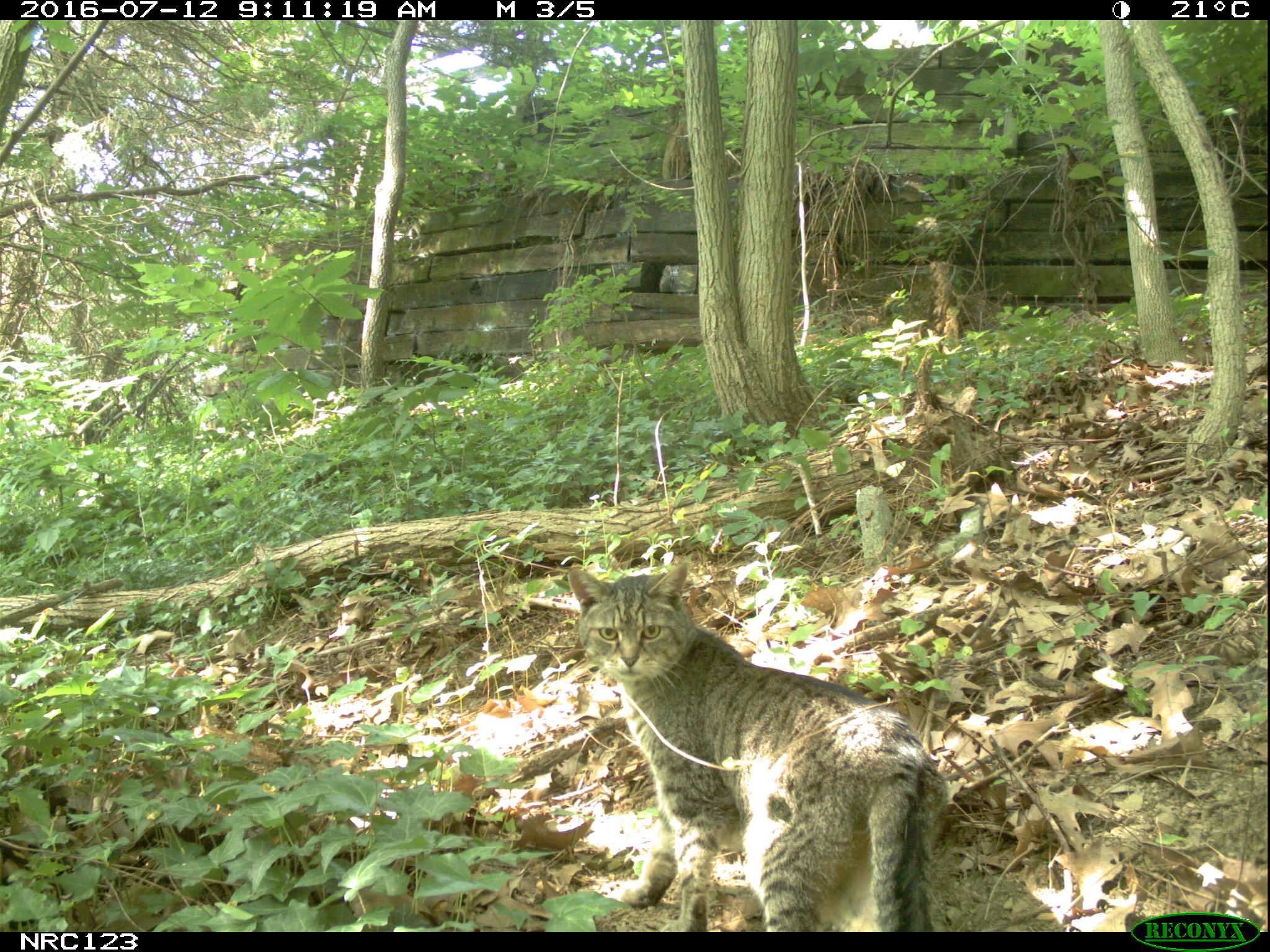 Forest Cat, City Cat - Virginia Working Landscapes