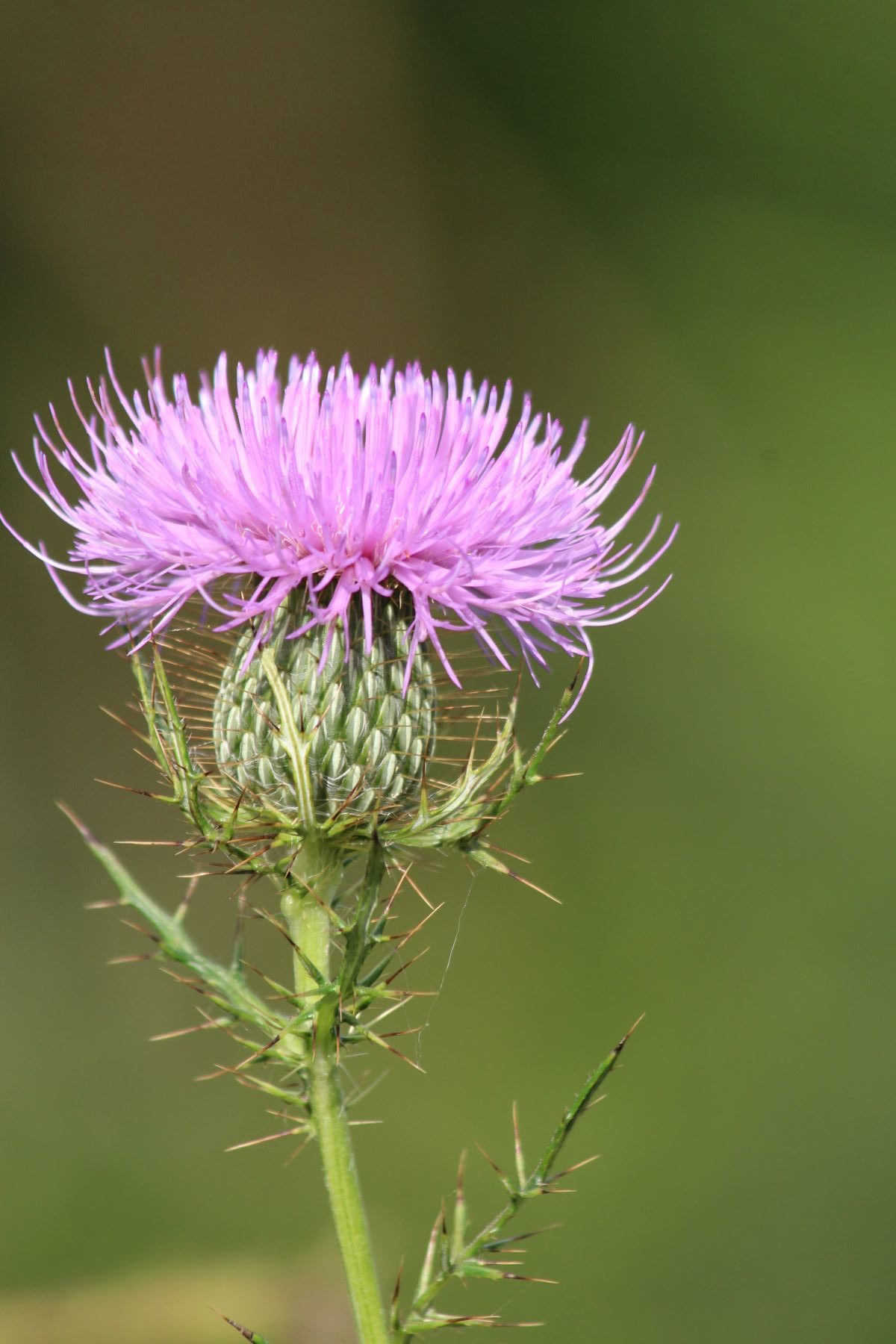 What's in Bloom | Field Thistle - Virginia Working Landscapes