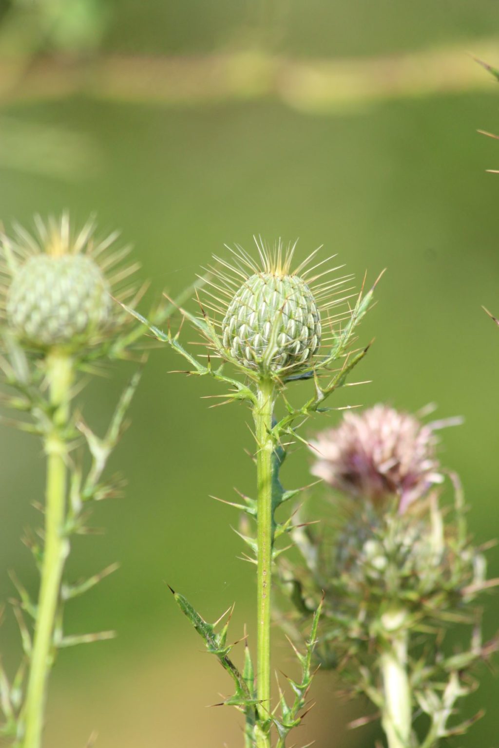 What's in Bloom | Field Thistle - Virginia Working Landscapes