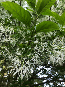 What’s In Bloom | American Fringetree - Virginia Working Landscapes