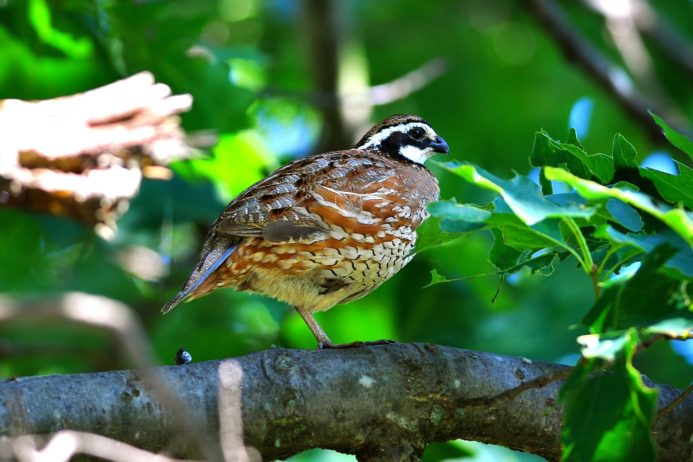 Quail Monitoring With NBCI - Virginia Working Landscapes
