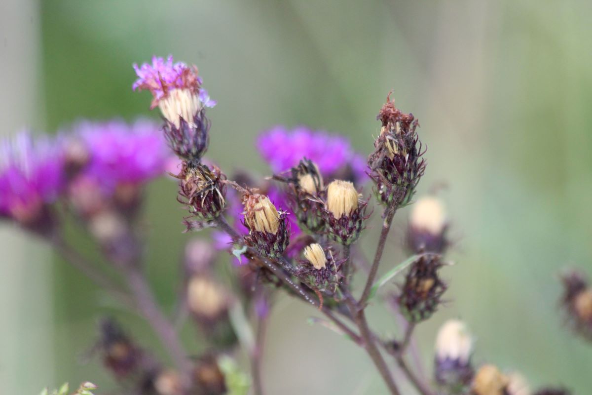 What's in Bloom | Ironweed - Virginia Working Landscapes