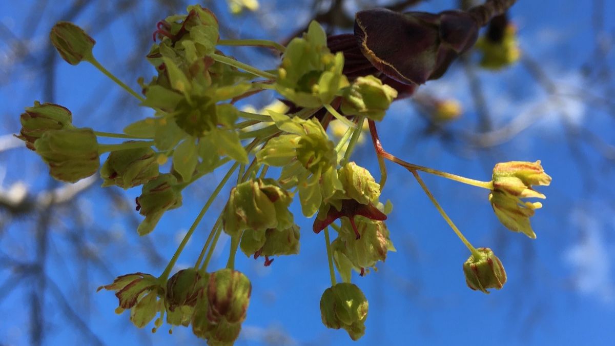 What's in Bloom | Maple - Virginia Working Landscapes