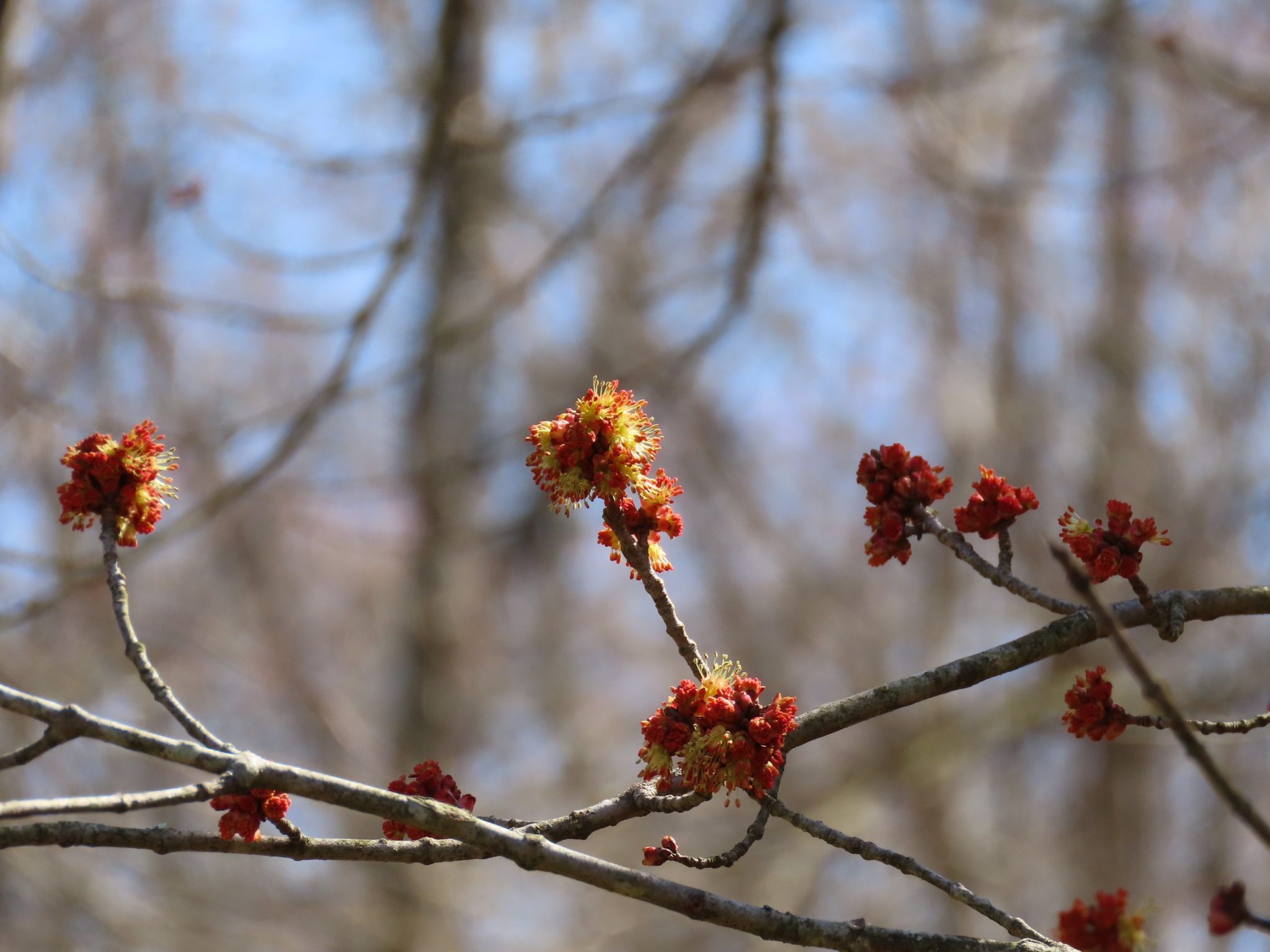 What's in Bloom | Maple - Virginia Working Landscapes