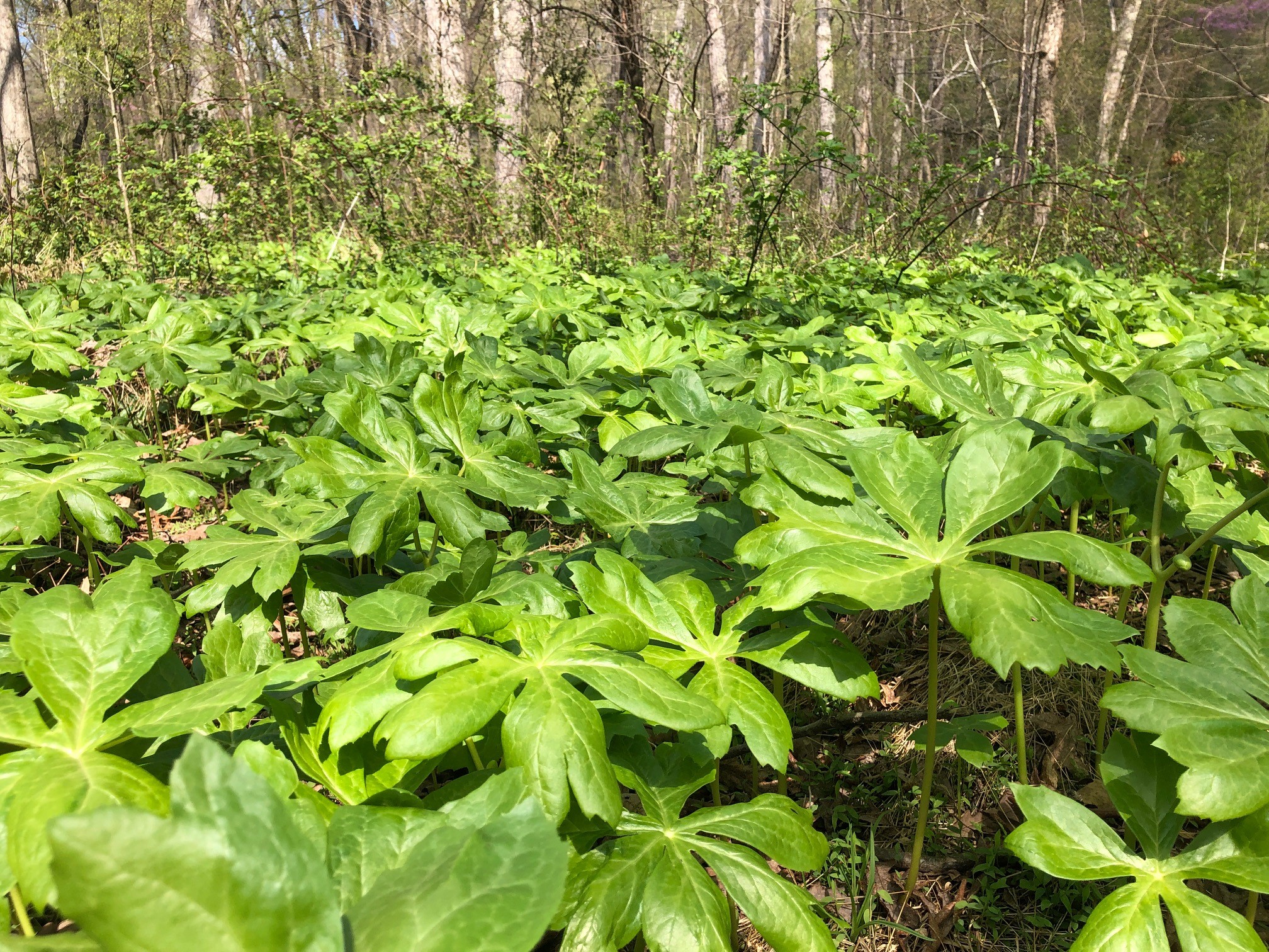 What's in Bloom | Mayapple - Virginia Working Landscapes
