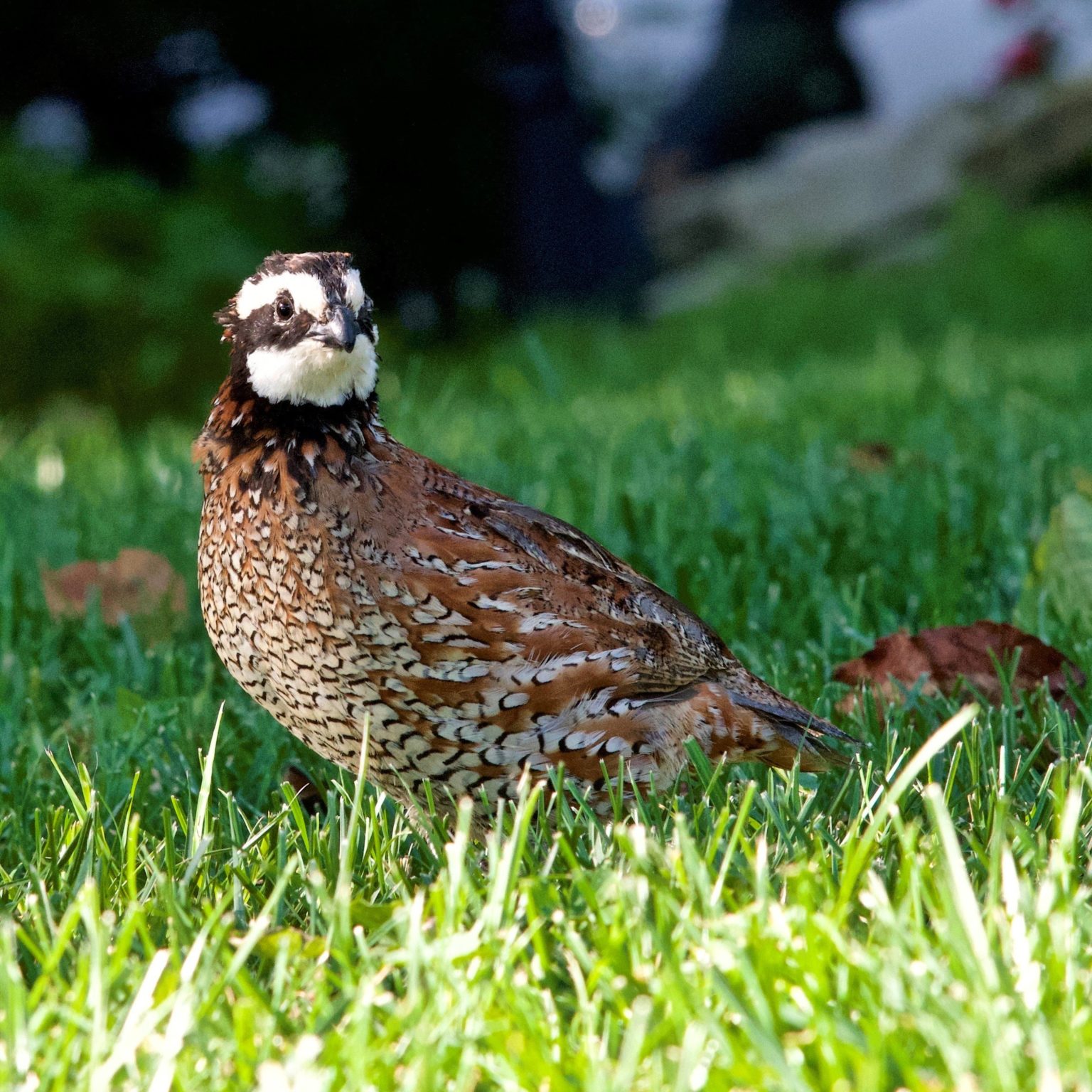 Research Projects - Virginia Working Landscapes