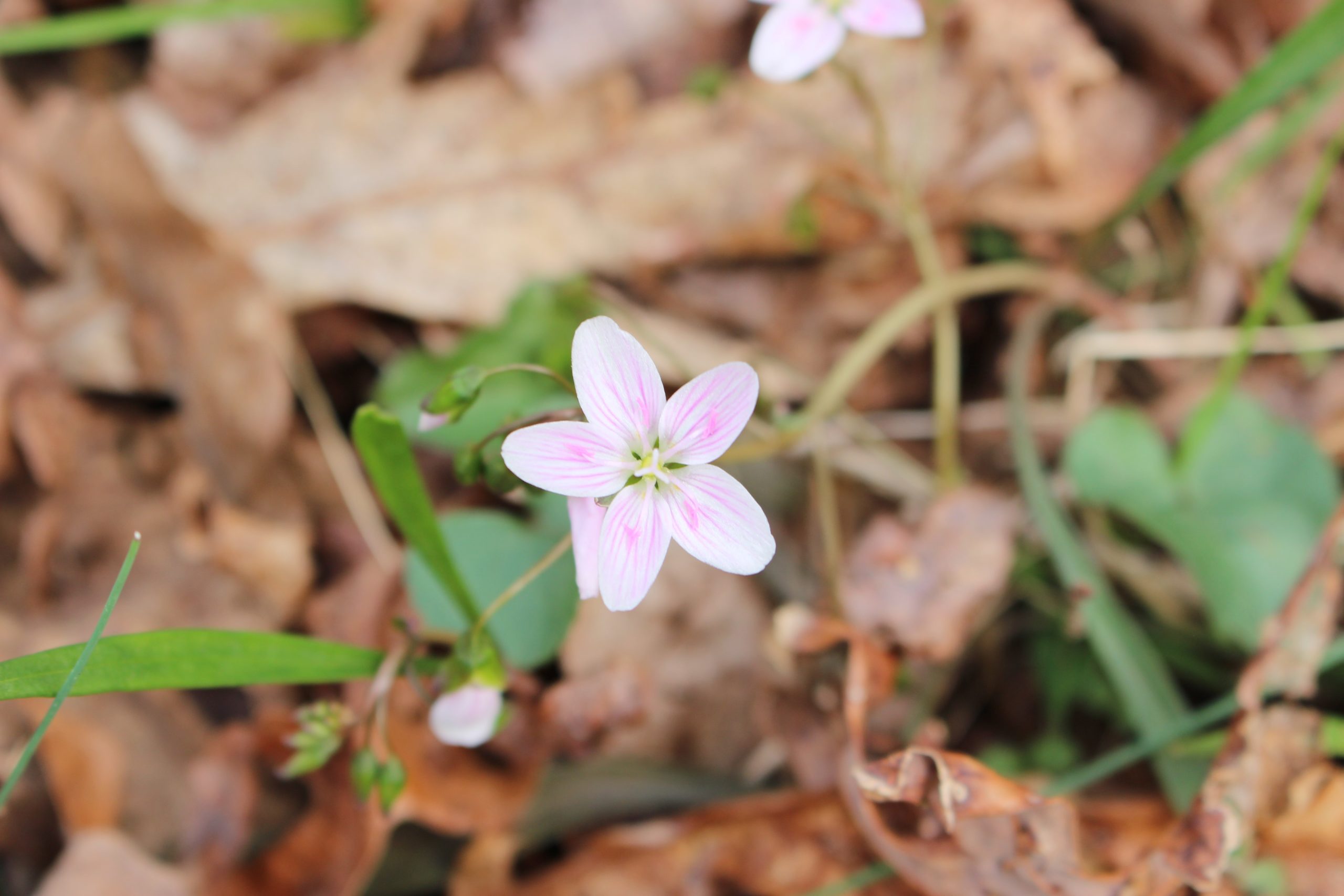 What's in Bloom | Spring Beauty - Virginia Working Landscapes